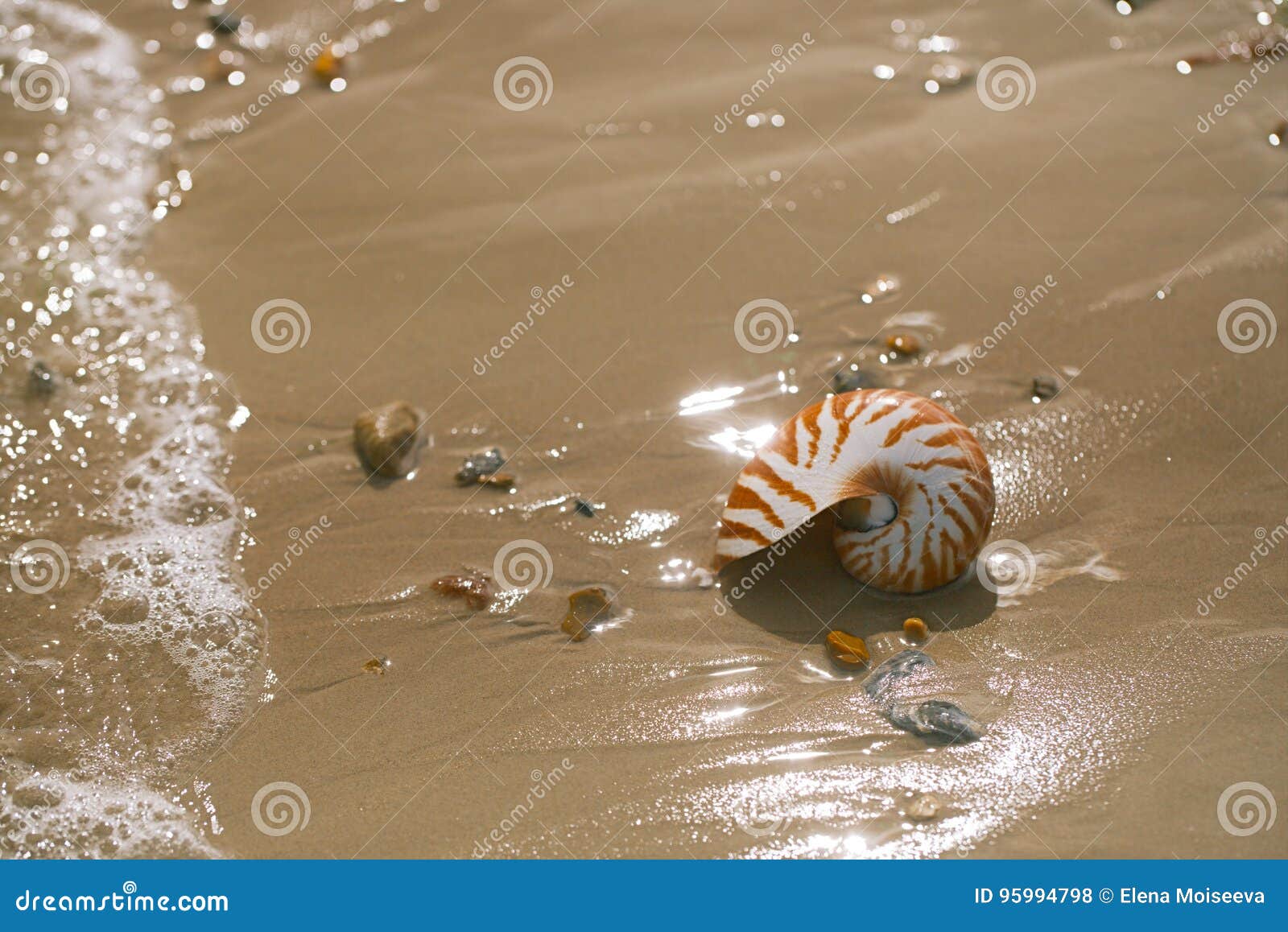 British Summer Beach with Nautilus Pompilius Sea Shell Stock Photo ...