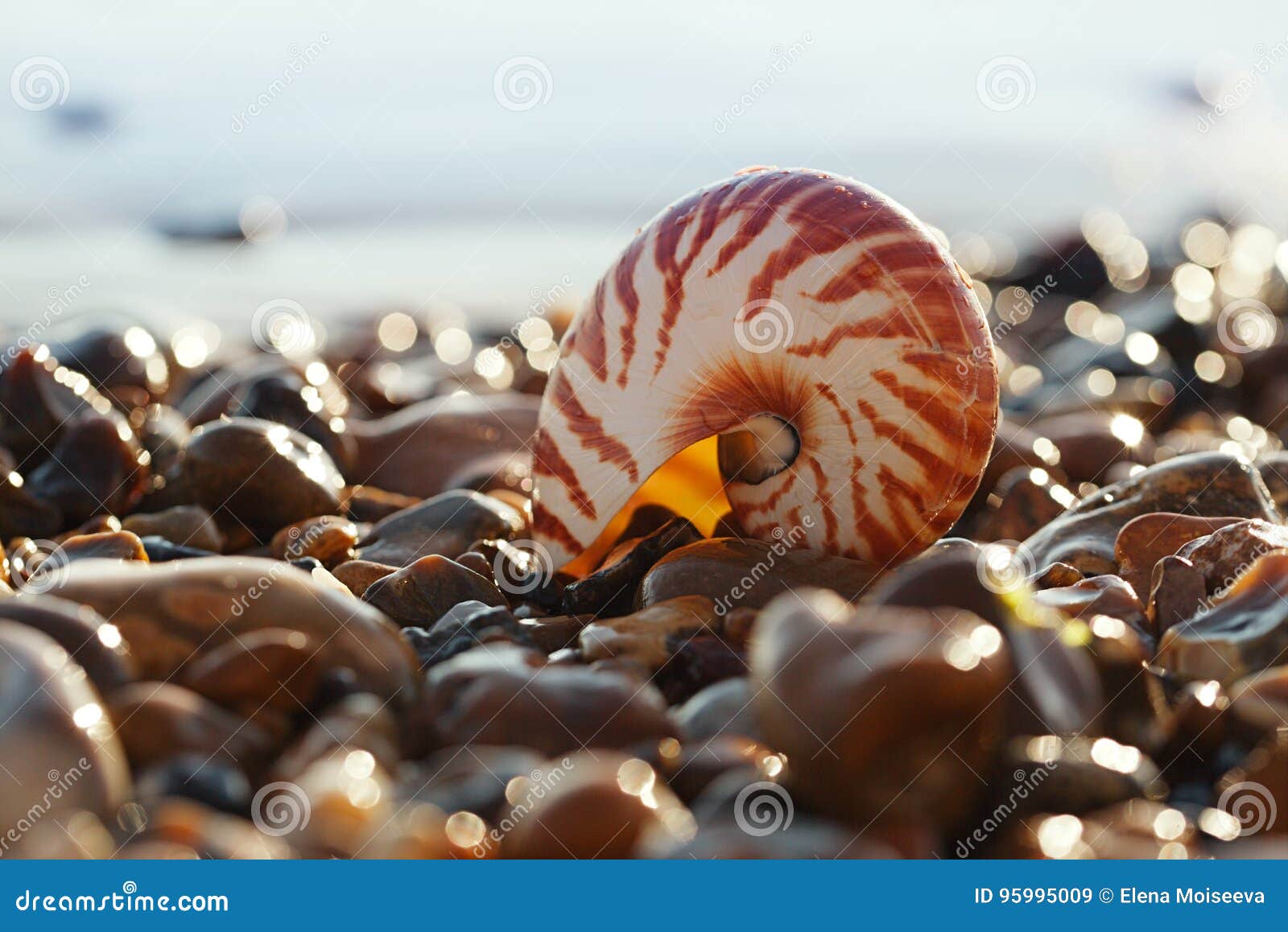 British Summer Beach with Nautilus Pompilius Sea Shell Stock Image ...