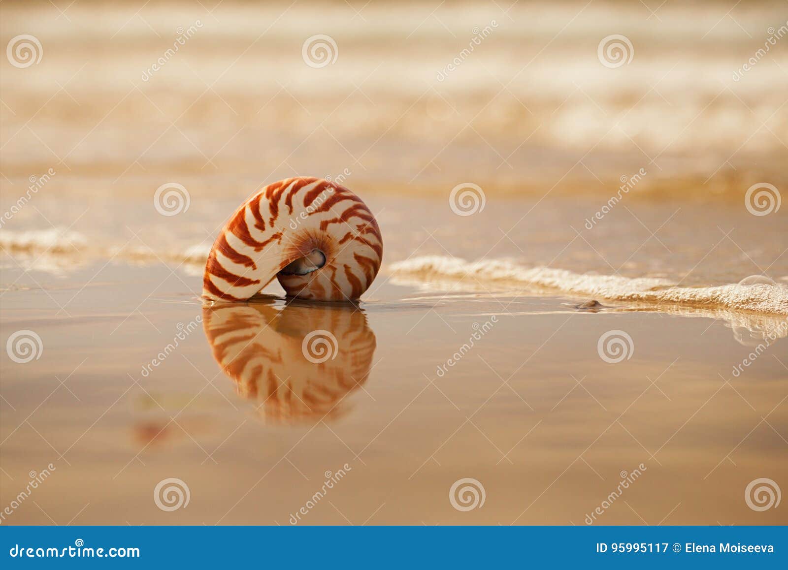 Nautilus Pompilius Natural Seashell Side View Isolated On White Royalty ...