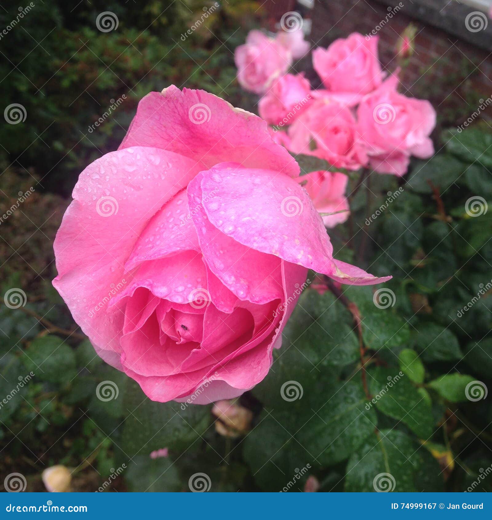 British Summer Pink Rose with Rain Stock Image - Image of rose, british ...