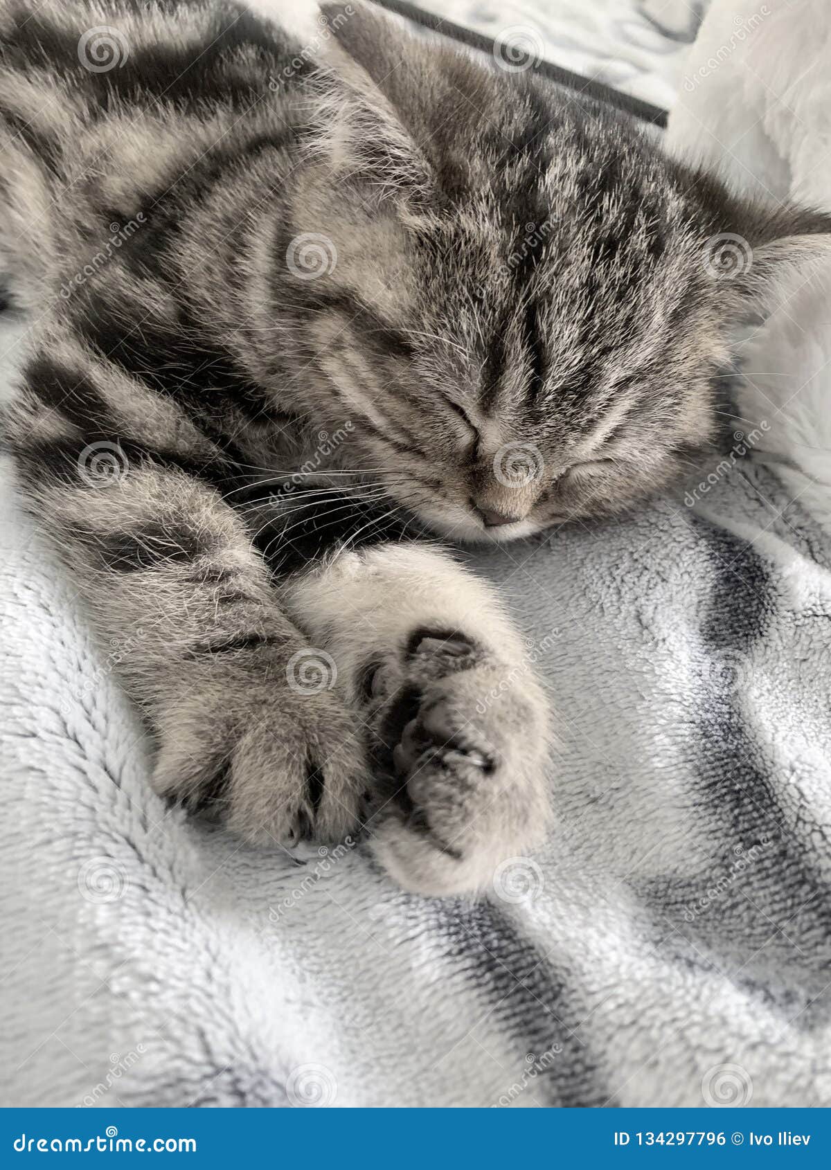 British tabby cat stock photo. Image of domestic, house - 134297796
