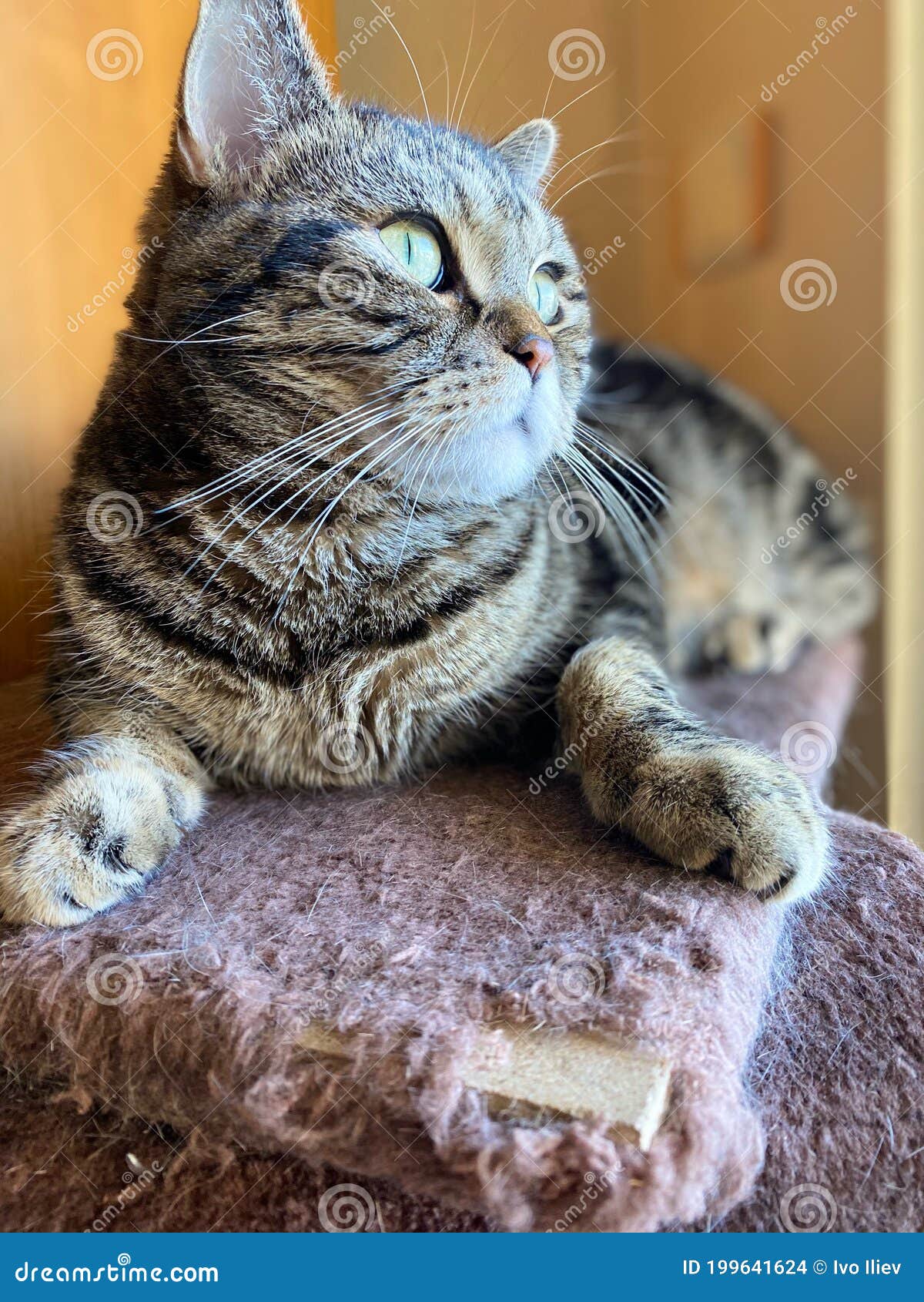 British tabby home stock photo. Image of tabby, right - 199641624