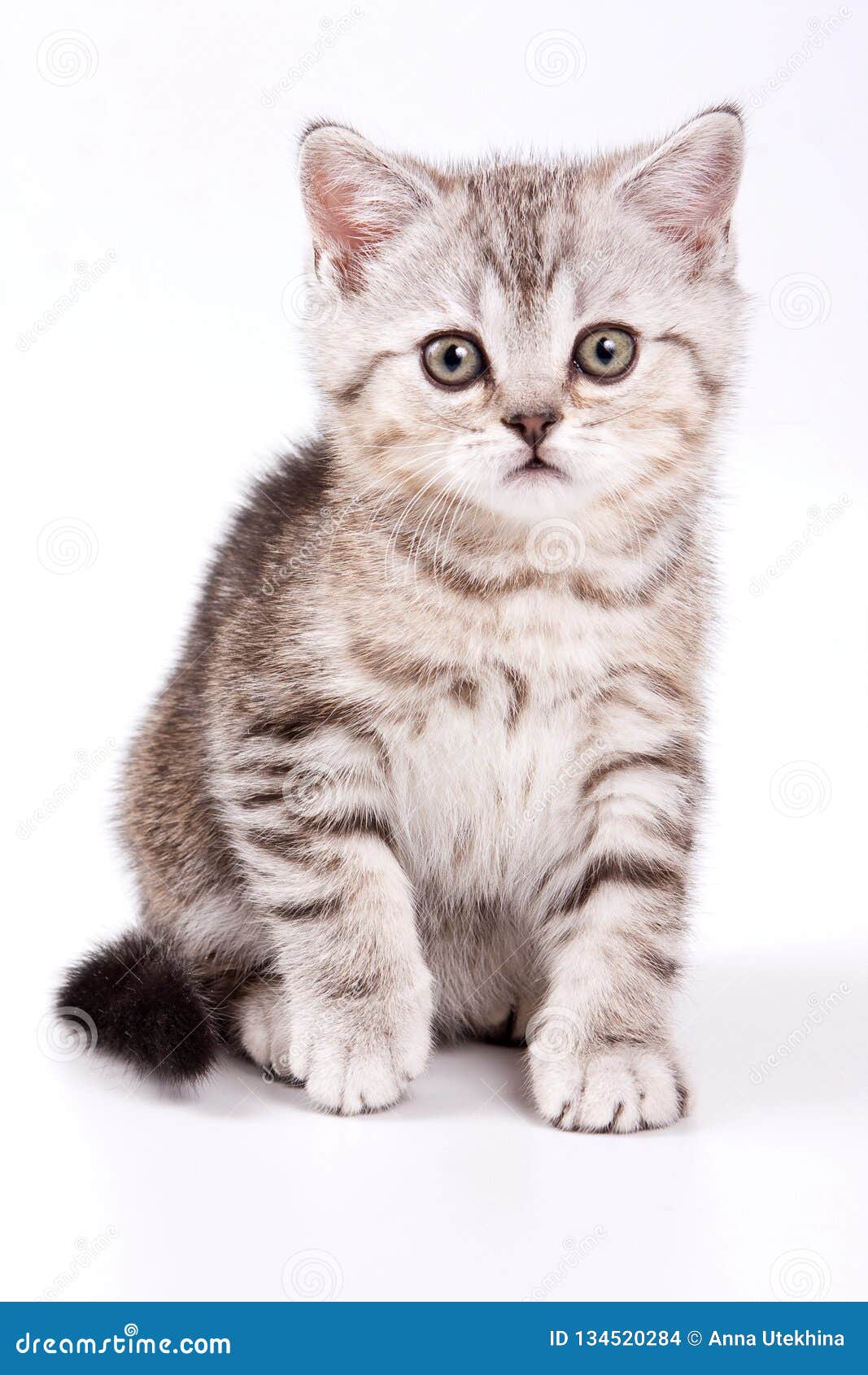 British tabby kitten stock photo. Image of british, vertical - 134520284