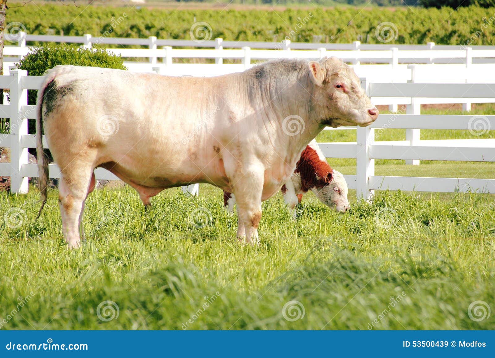 British White Bull stock image. Image of adult, view - 53500439