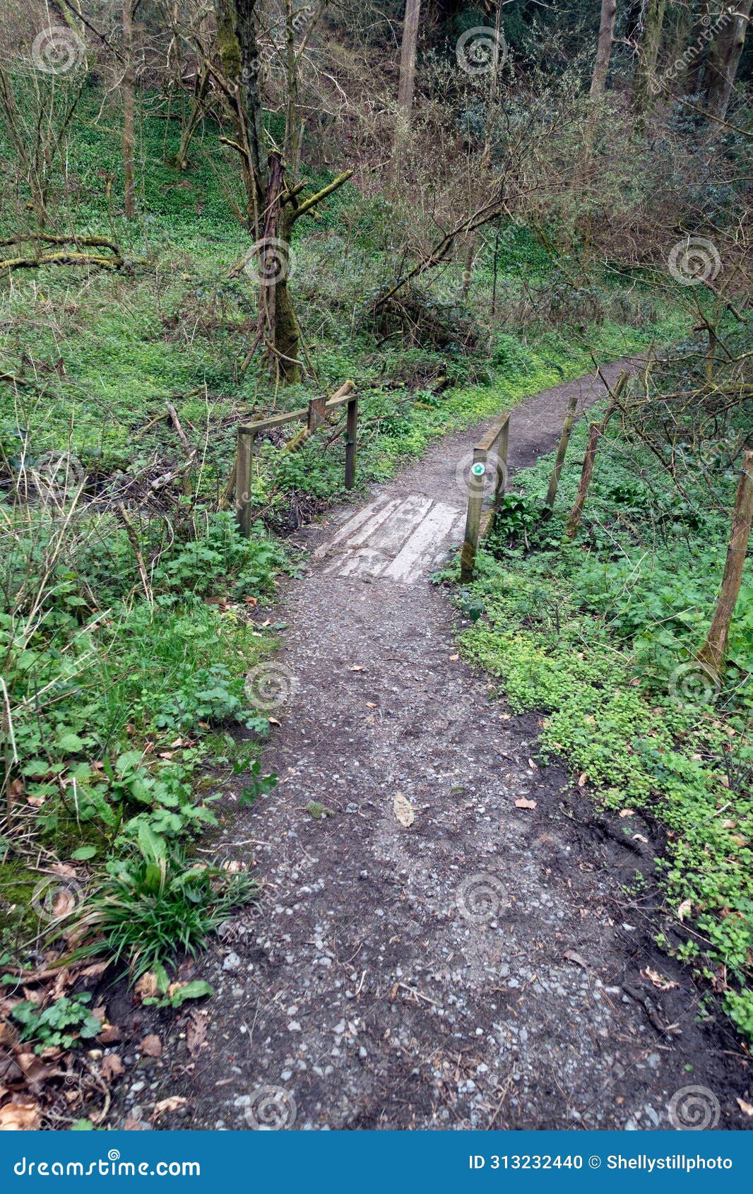 British Woodland Scenery Walk through a Walking Trail with Path Stock ...