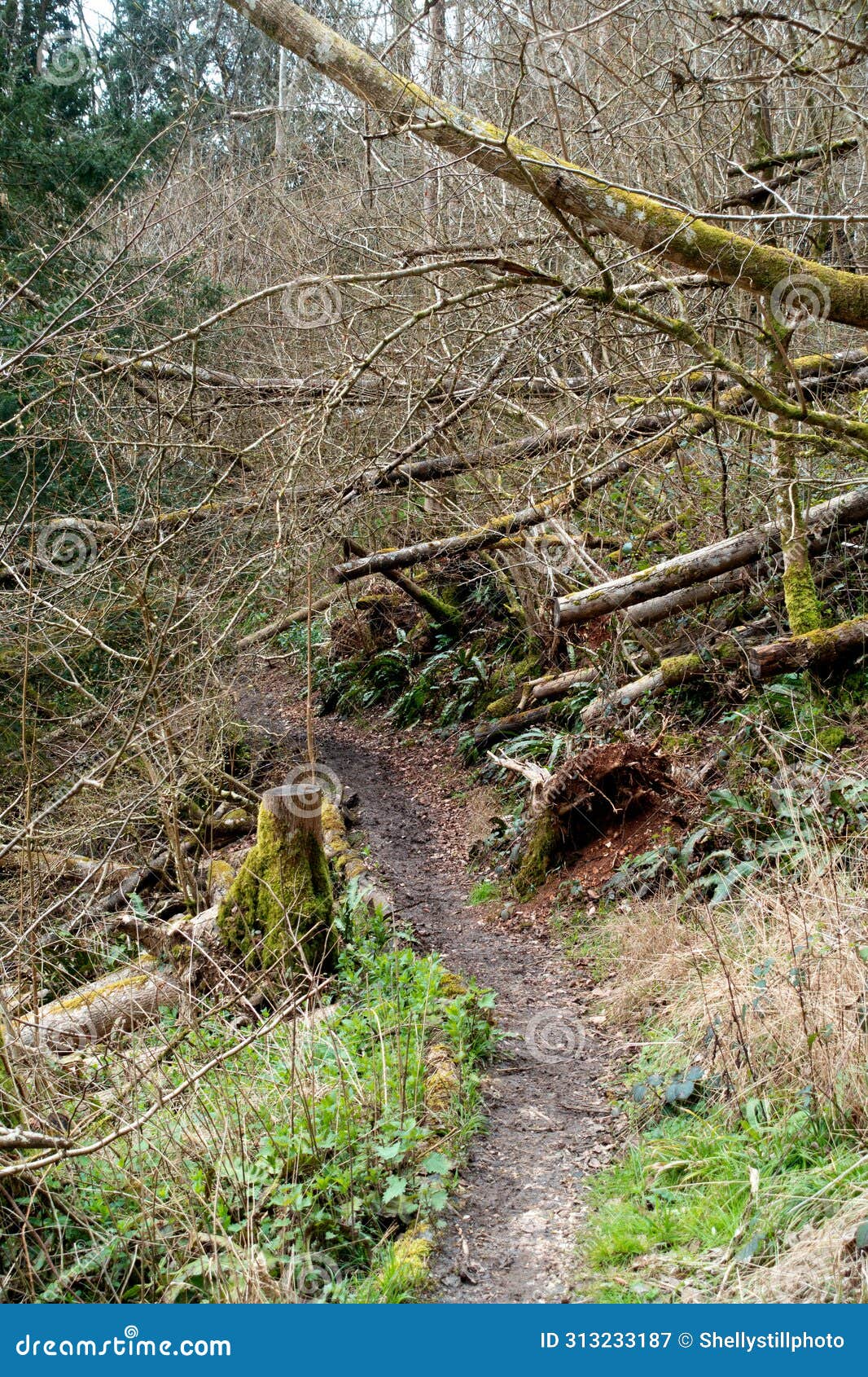 British Woodland Scenery Walk through a Walking Trail with Path Stock ...