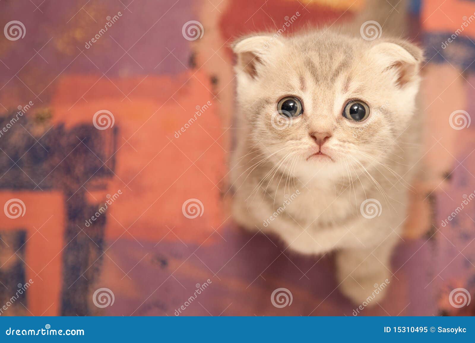 British young cat stock image. Image of cute, british - 15310495