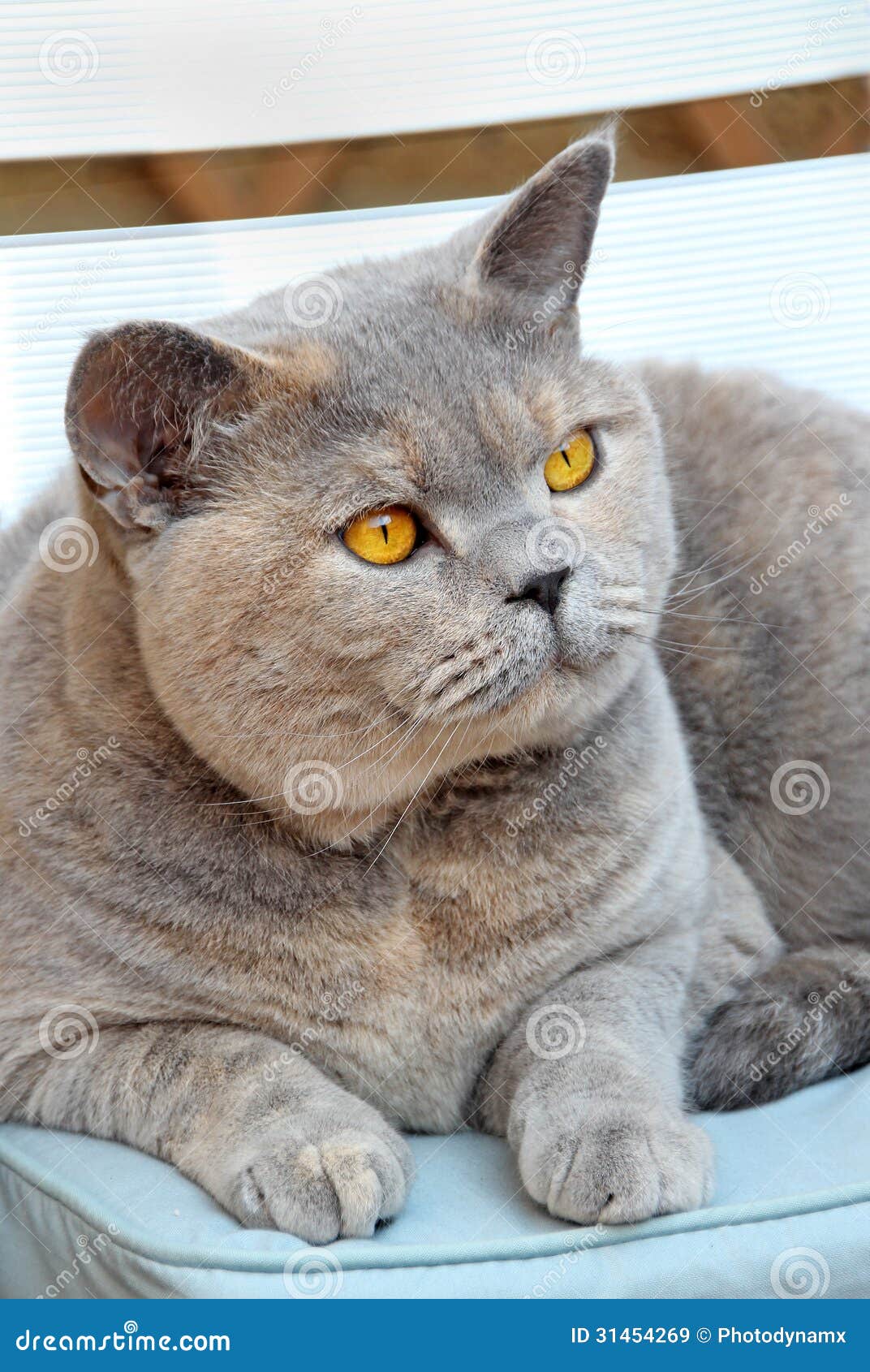 Britse shorthair raskat stock afbeelding. Image of ongelikt - 31454269