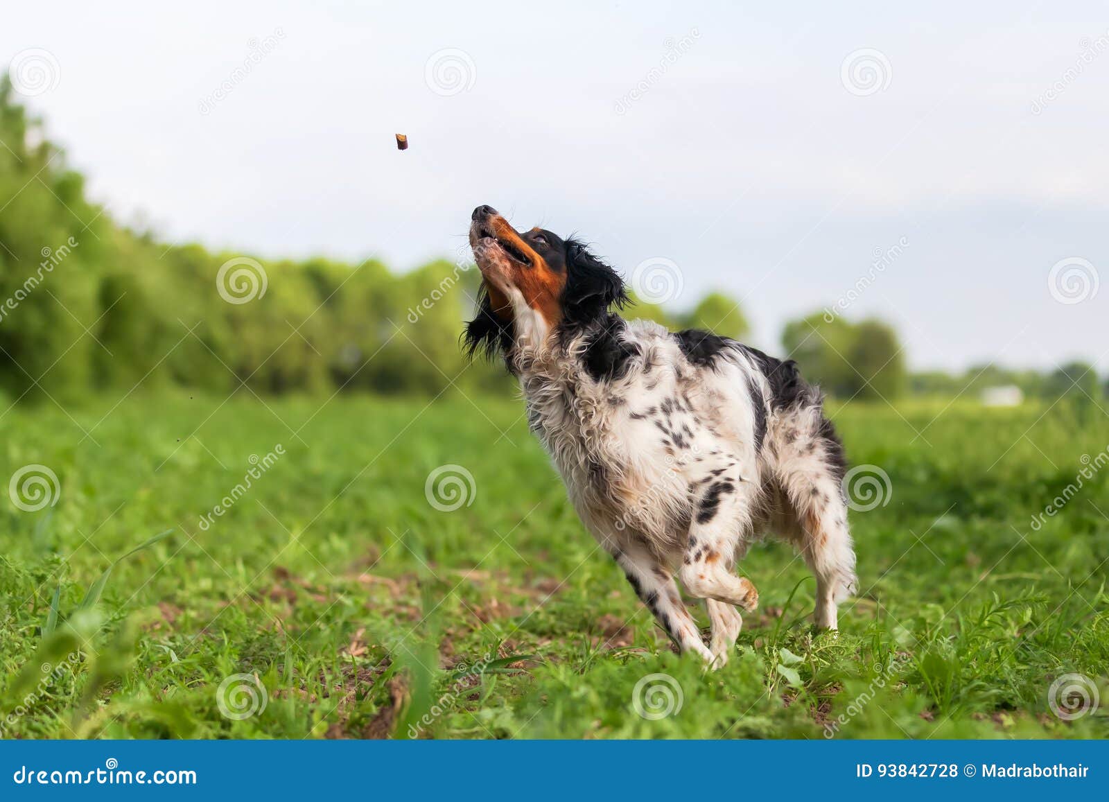 Brittany Dog Snatching for a Treat Stock Photo - Image of purebred ...
