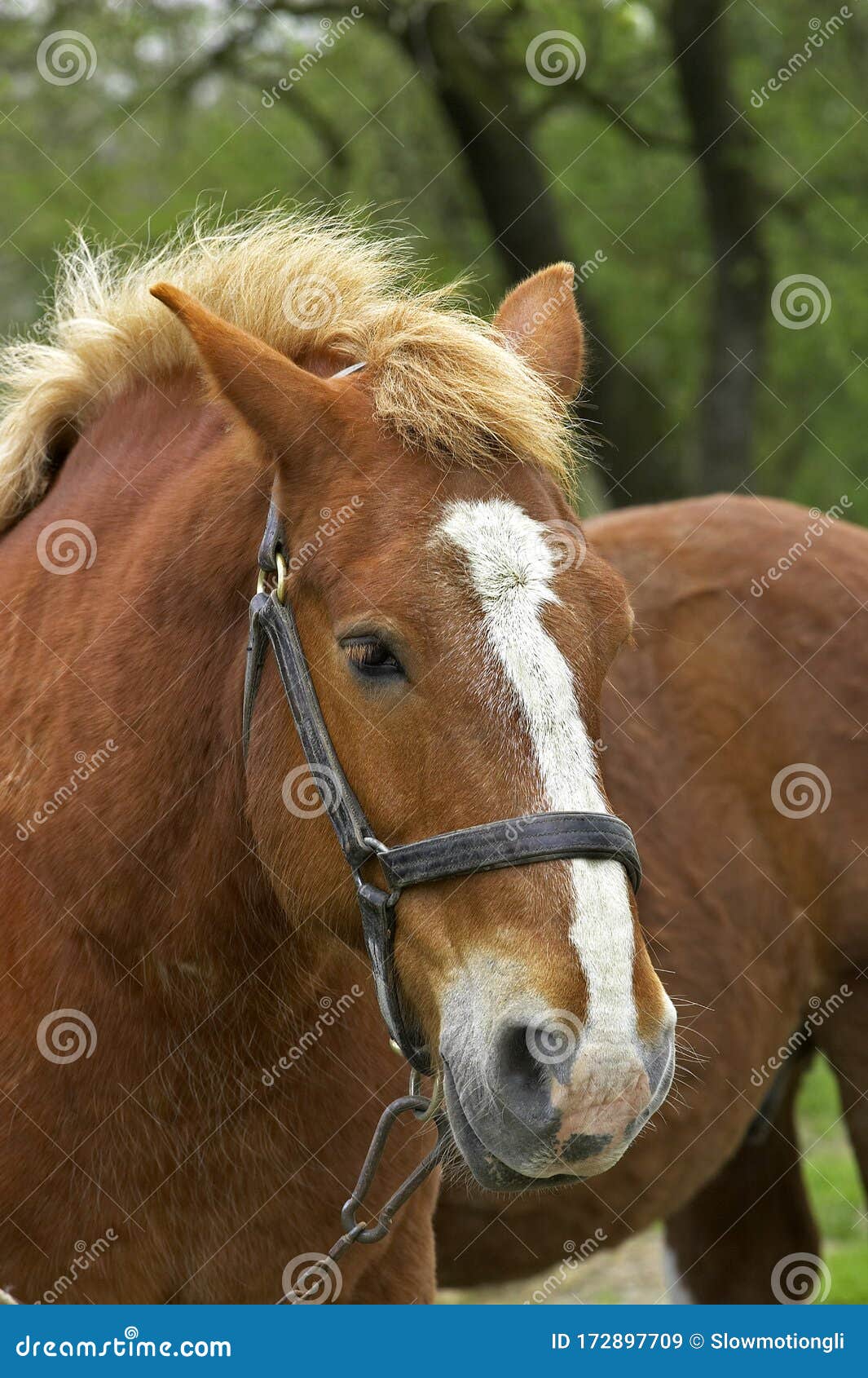 TRAIT BRETON stock image. Image of head, quarter, animal - 172897709