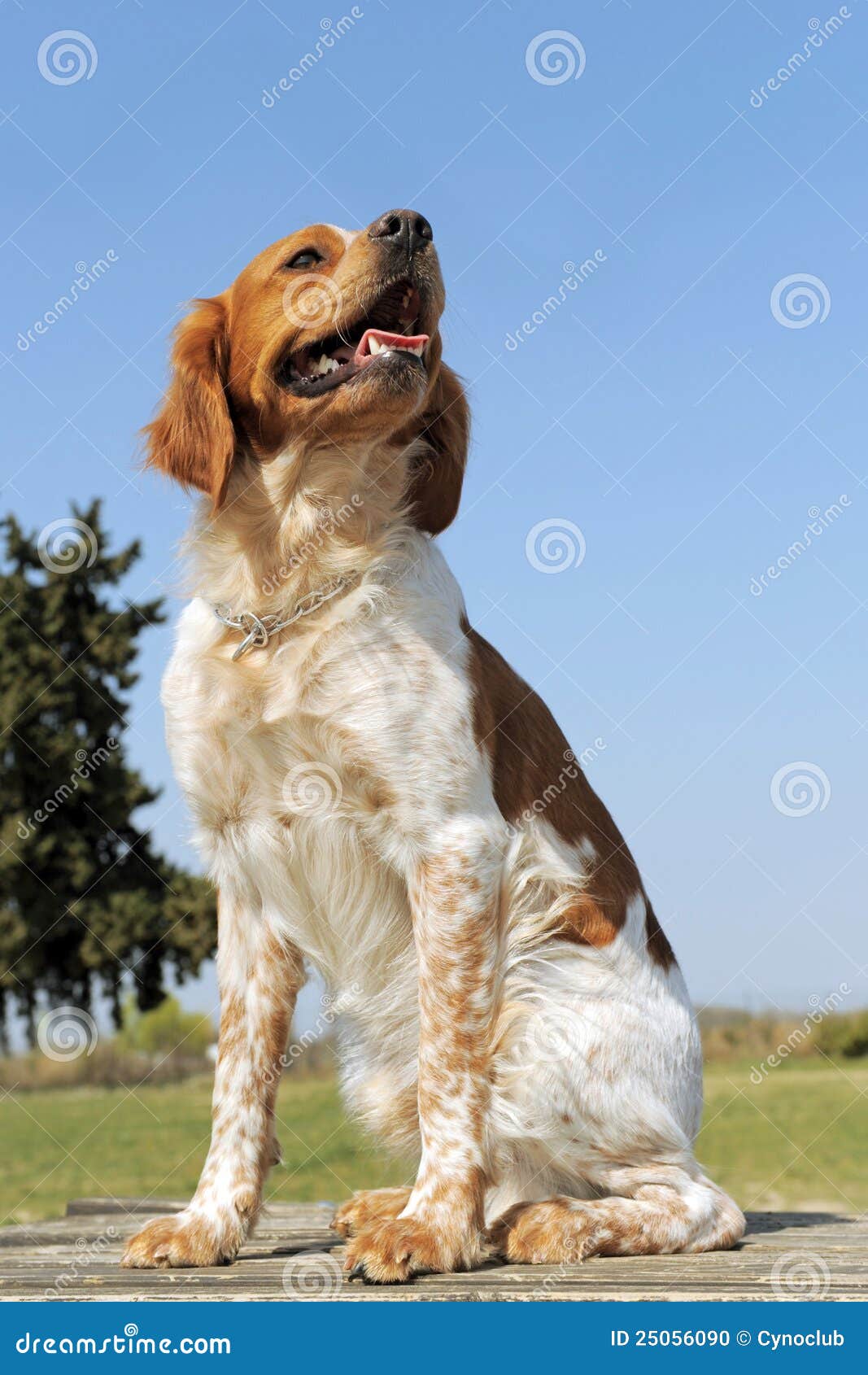 Brittany spaniel stock photo. Image of brown, blue, brittany - 25056090