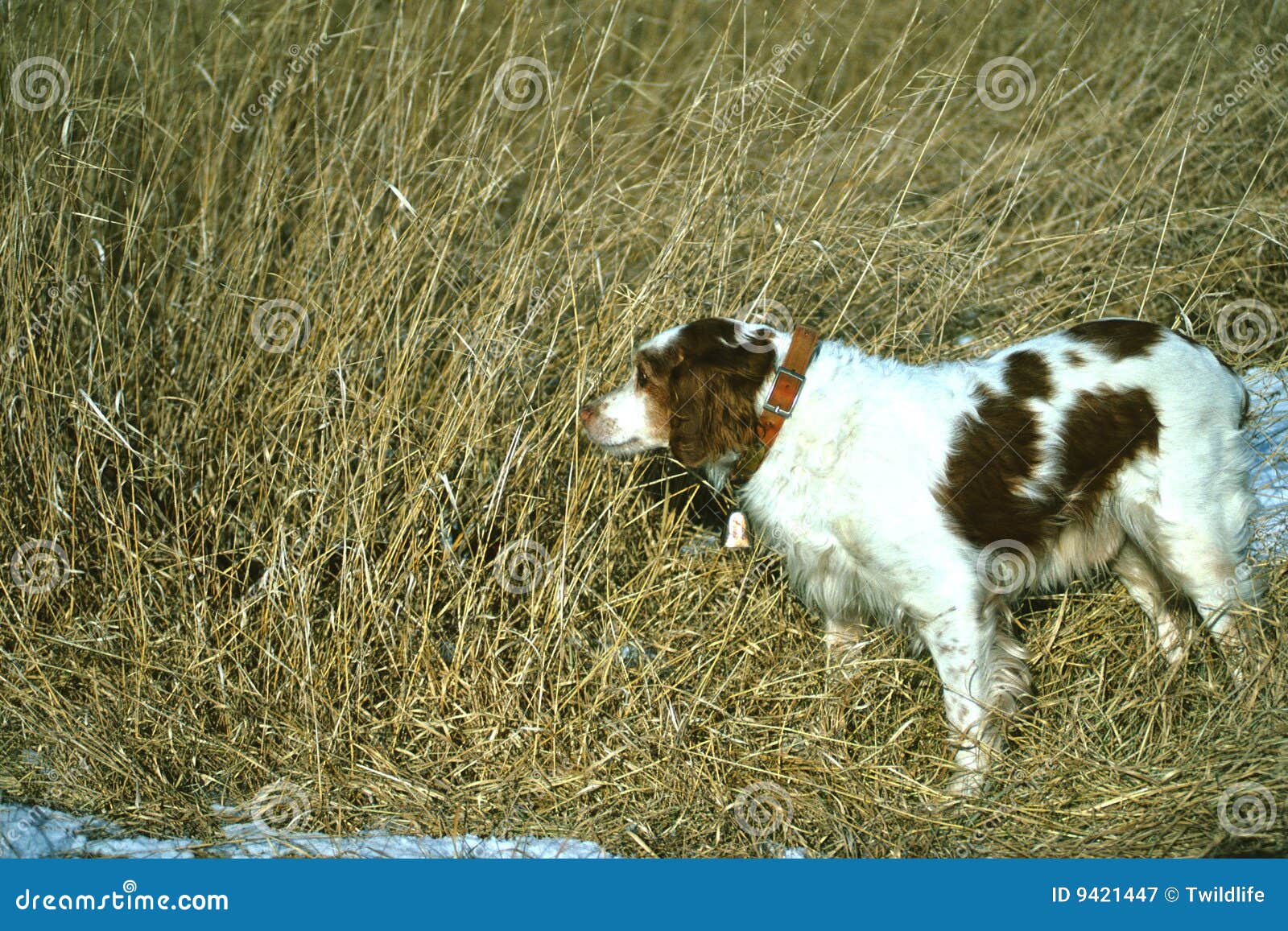 Brittany Spaniel on Point stock image. Image of nature - 9421447