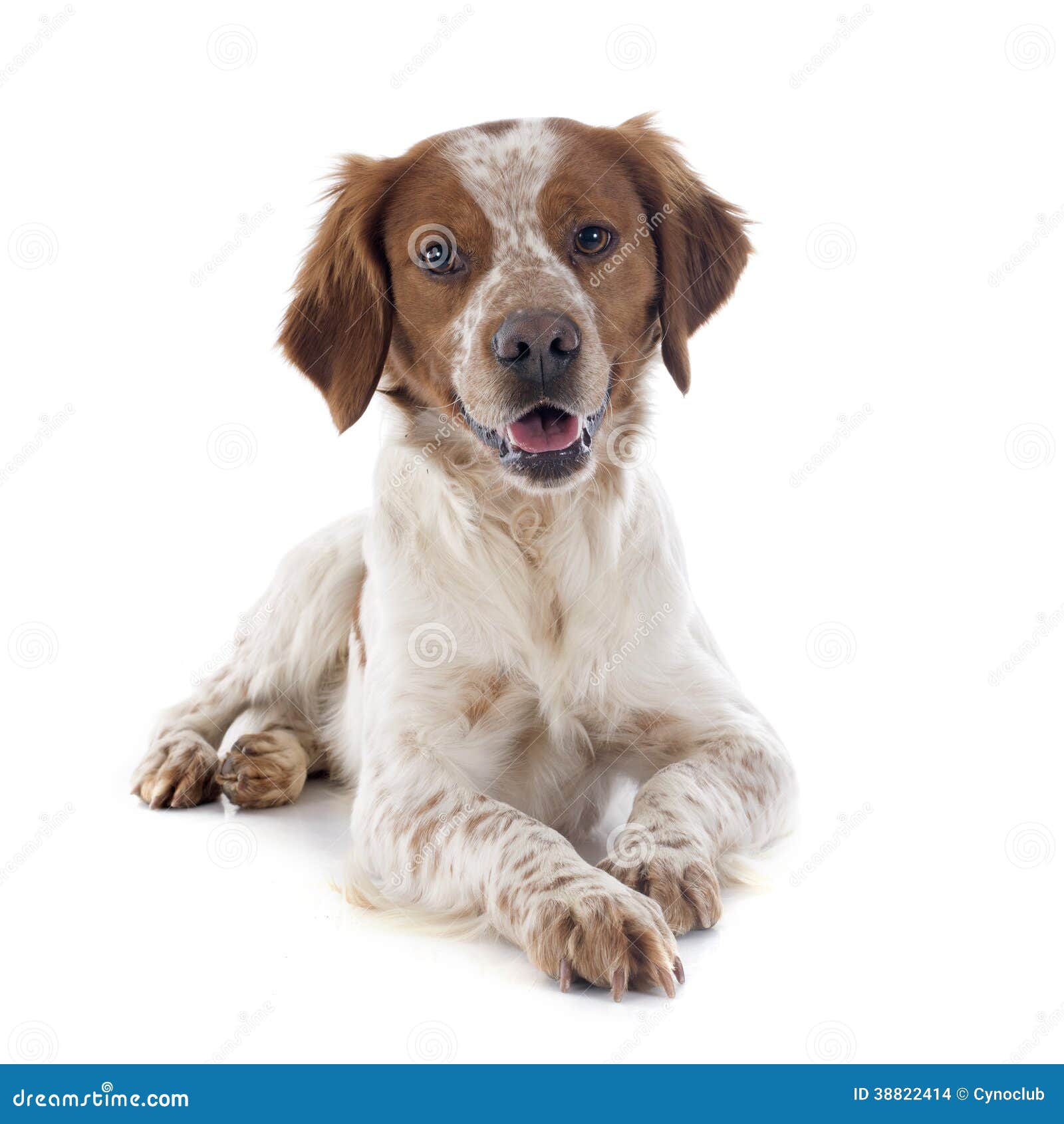 Brittany Spaniel And Chihuahua Stock Image | CartoonDealer.com #35867353