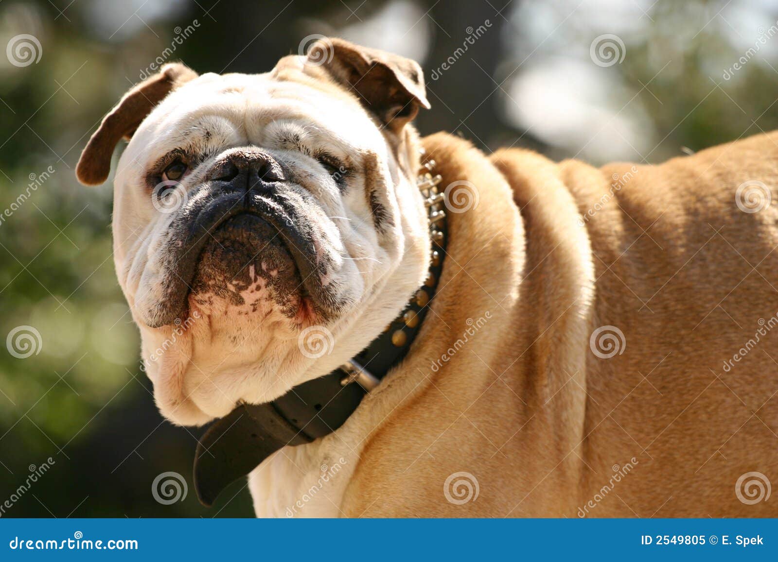 Brittish buldog stock image. Image of adorable, leather - 2549805