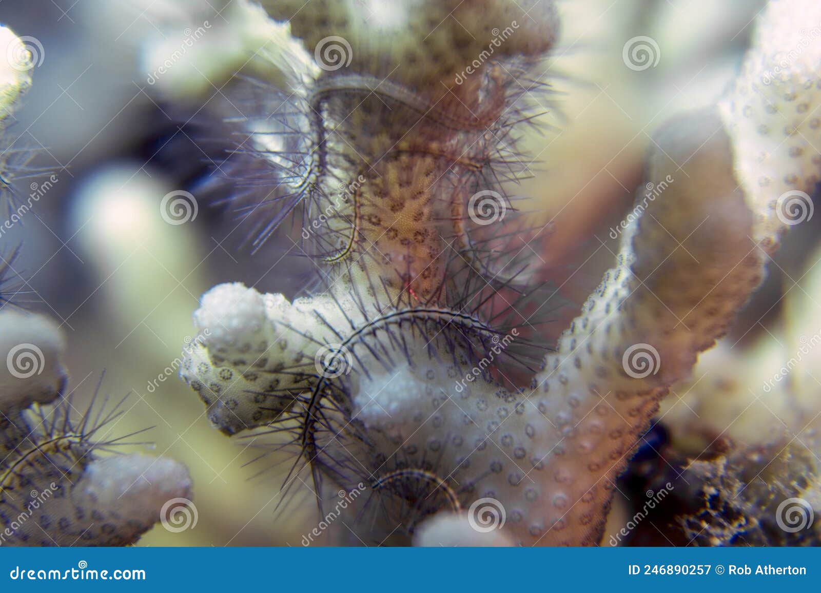 A Brittle Sea Star Ophiuroidea Sp. in the Red Sea Stock Image - Image ...