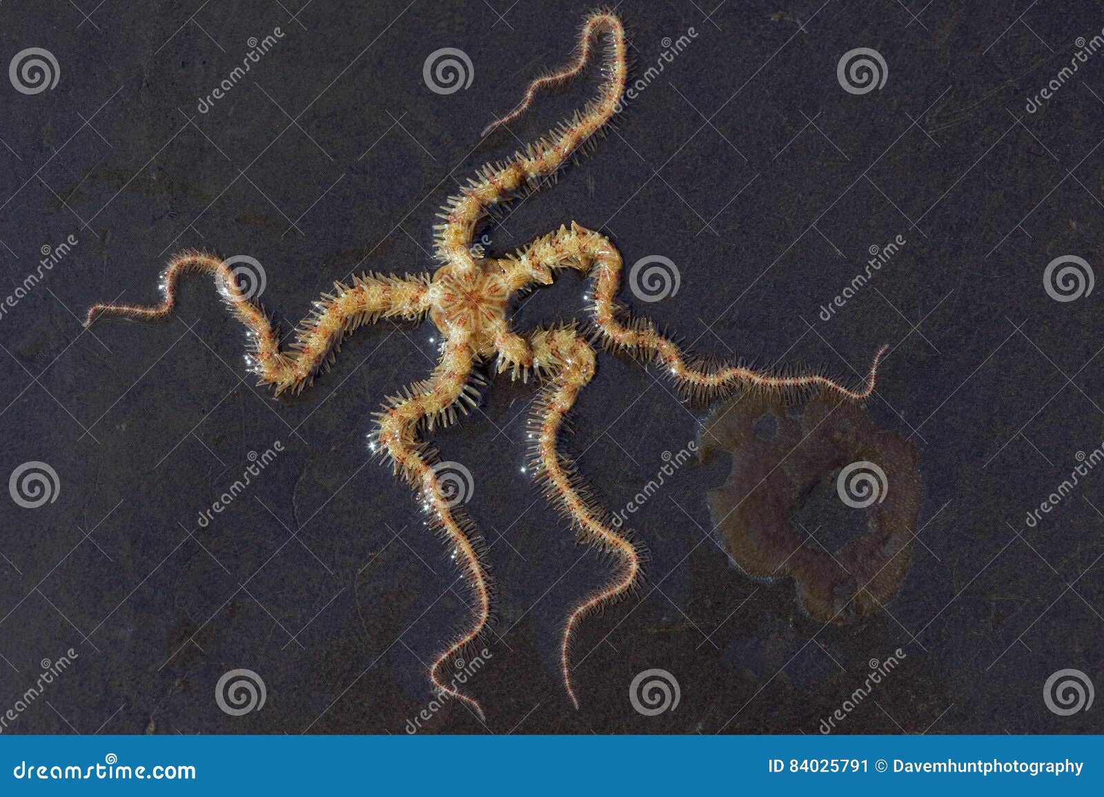 Brittle Star Ophiuroidea stock image. Image of marine - 84025791