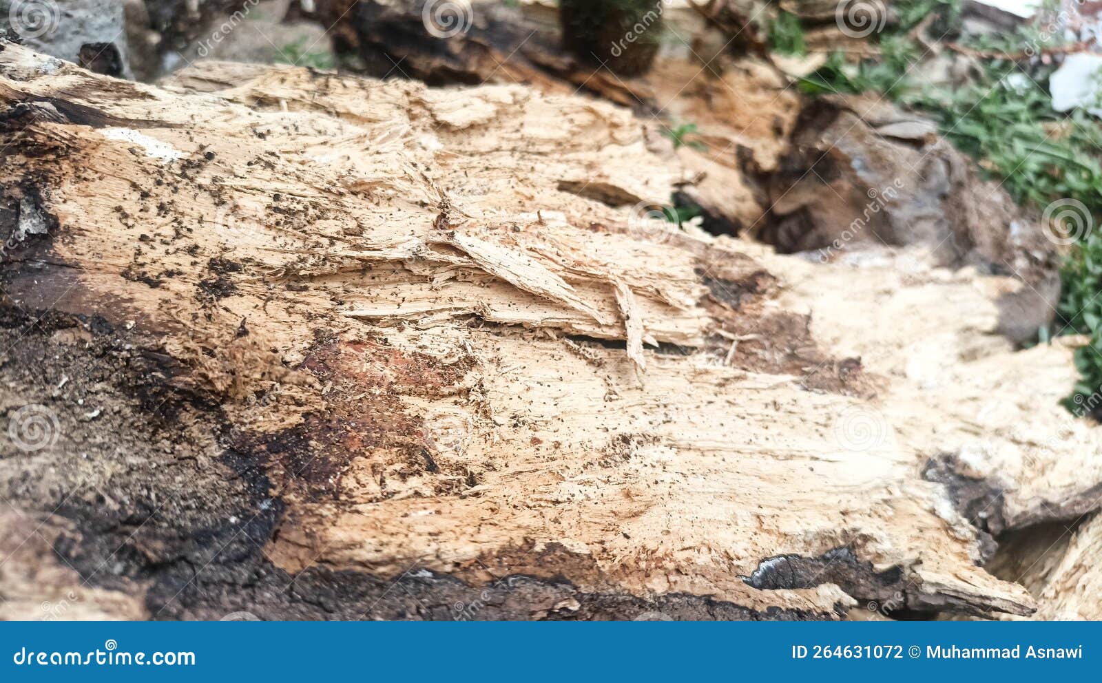 The Brittle Stem of the Water Guava Tree Stock Photo - Image of detail ...