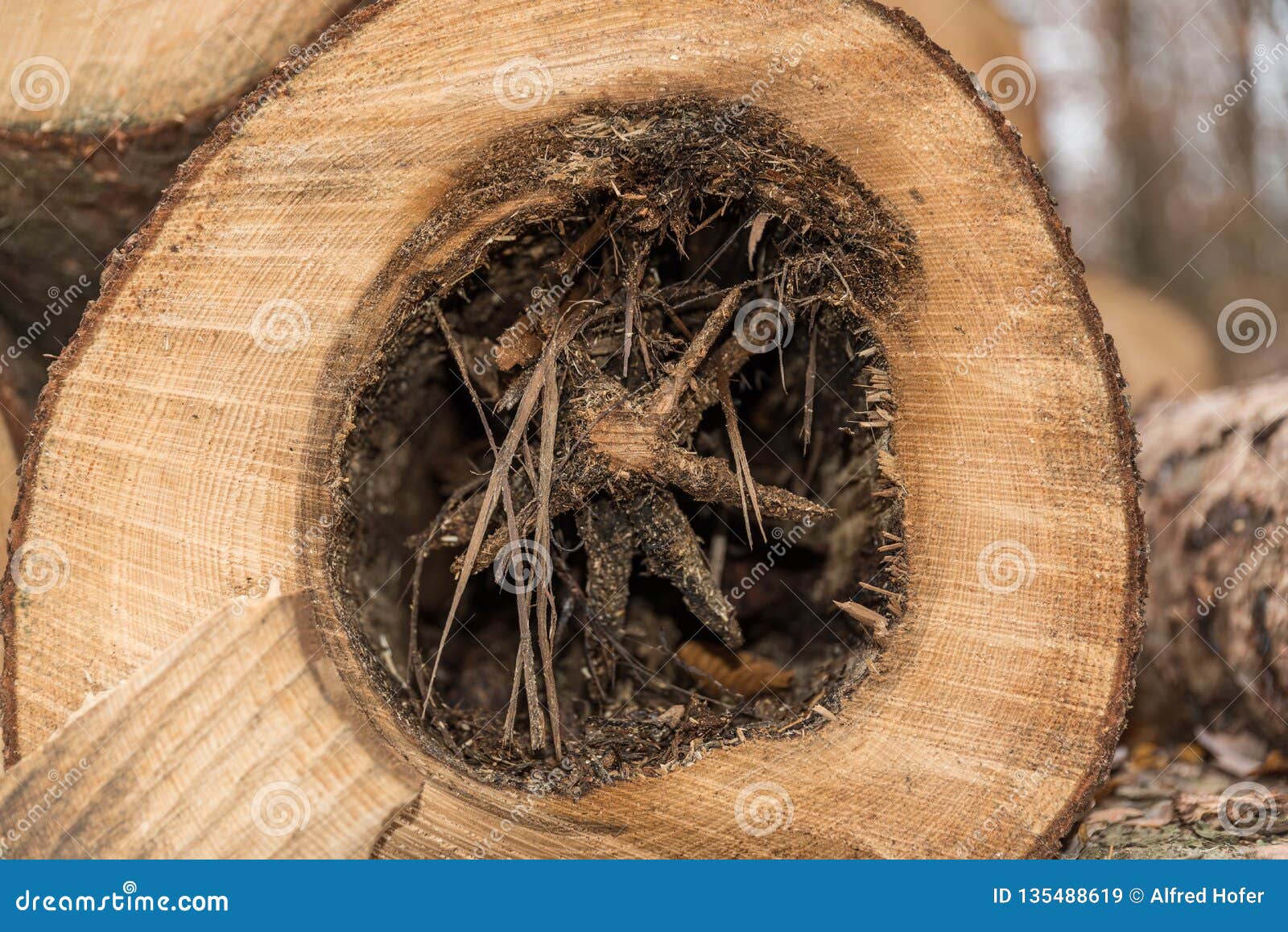 Brittle Tree Trunk with Annual Rings Stock Image - Image of material ...