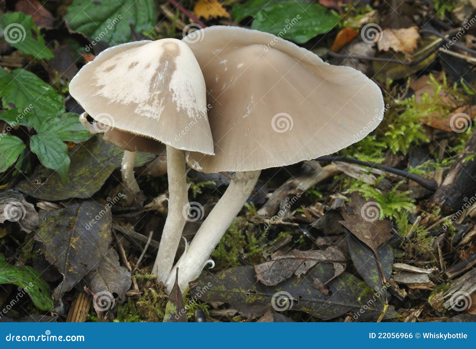 Brittlestem fungi stock photo. Image of psathyrella, autumn - 22056966