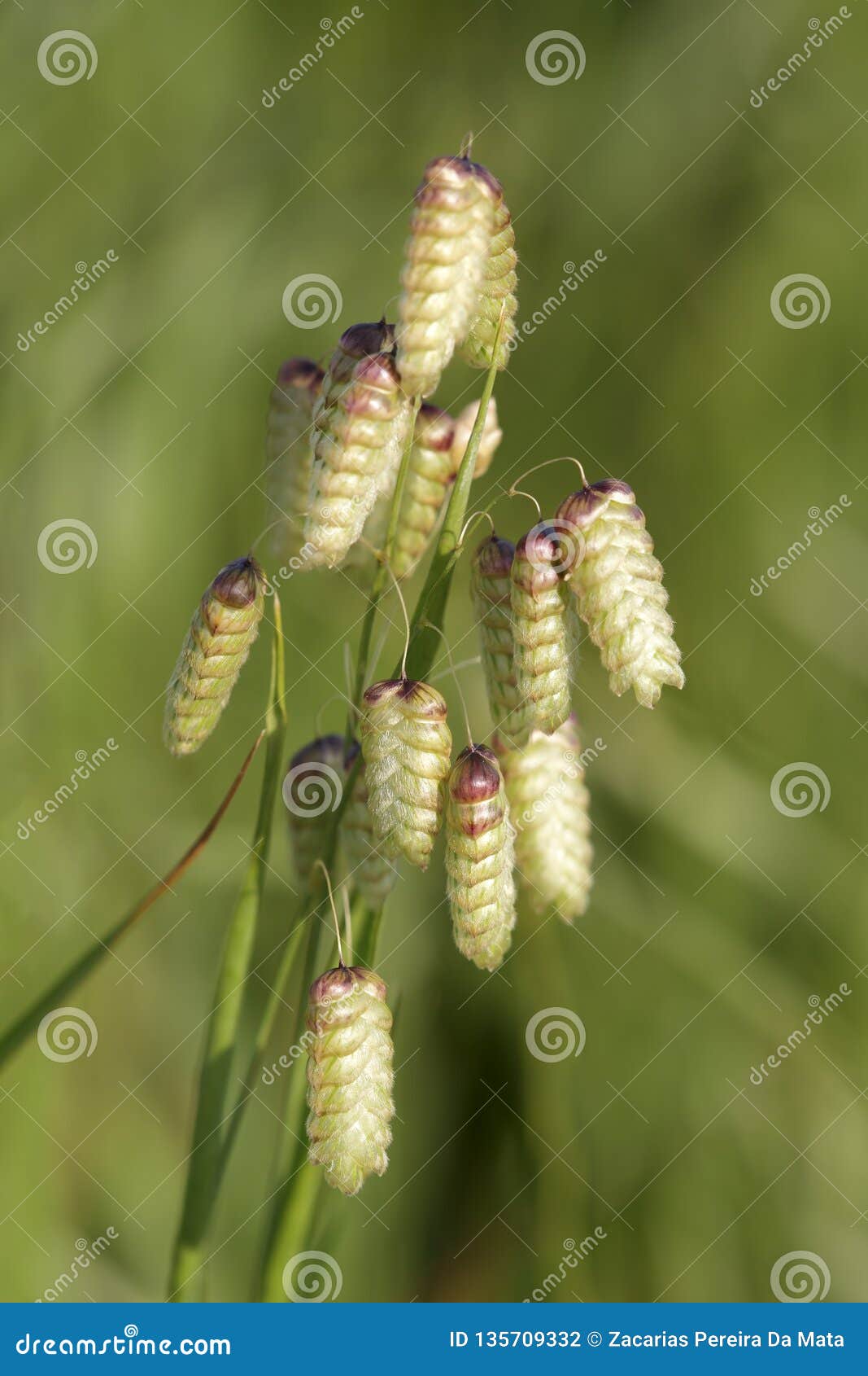 Briza Maxima, Aka Big Quaking Or Large Quaking Grass, Blowfly Or ...