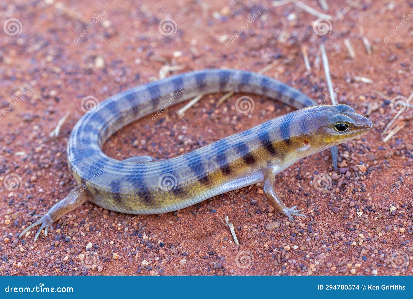 Broad-banded Sand Swimmer stock photo. Image of richardsonii - 294700574