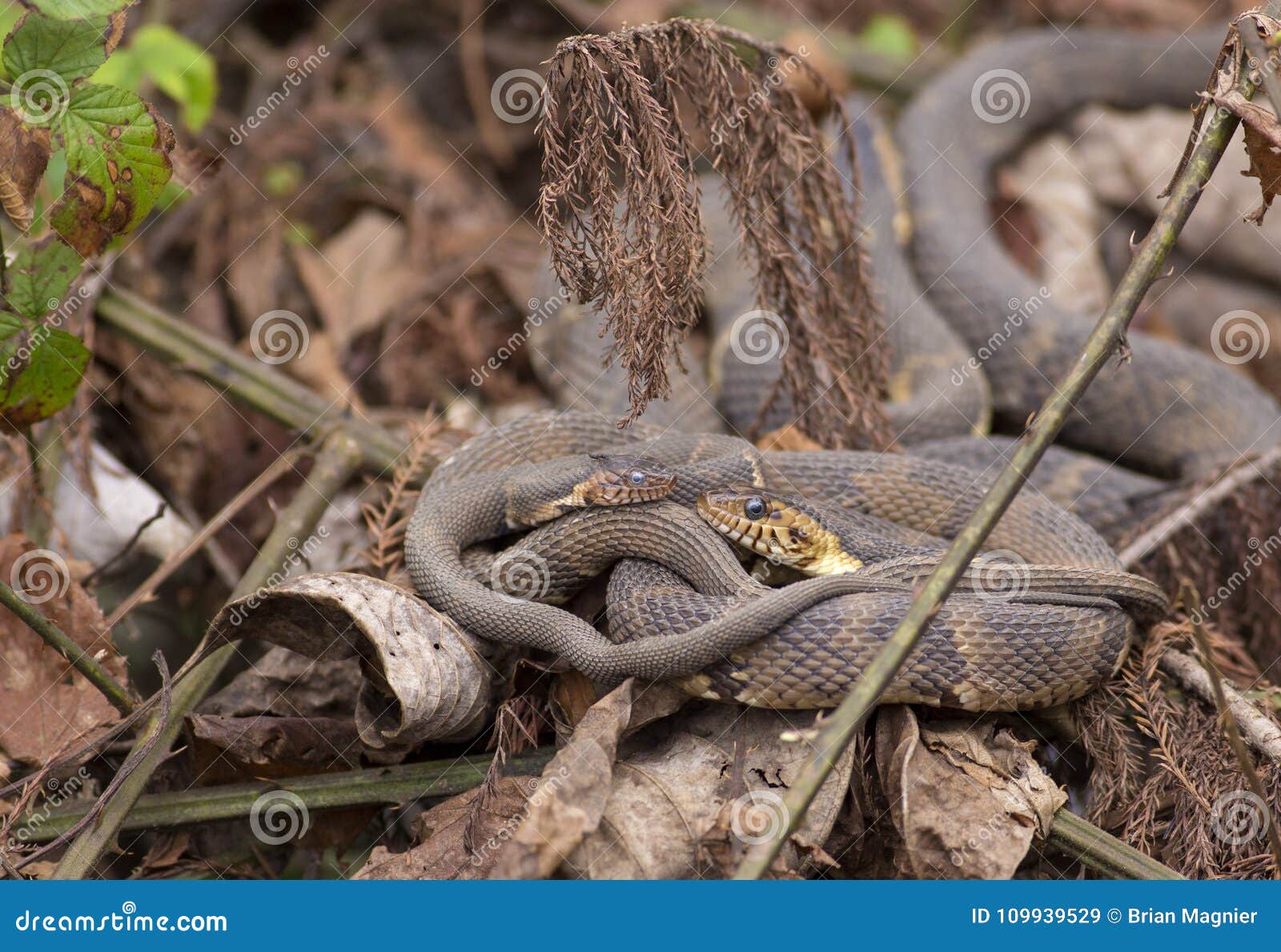 Broad-banded Water Snakes Coiled Up Together Stock Image - Image of ...