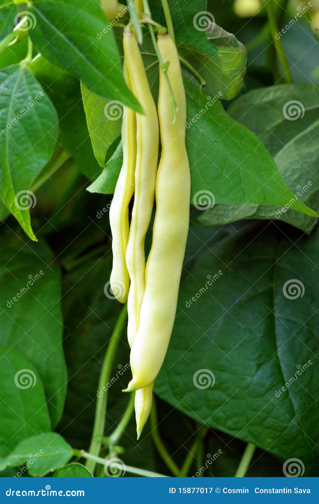 Broad Bean Leaf Plant Cell Under Microscope Stock Photo | CartoonDealer ...