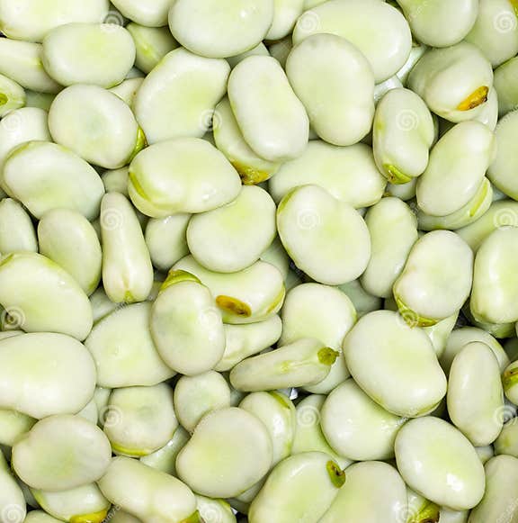 Broad bean stock image. Image of uncooked, beans, cooking - 20075443
