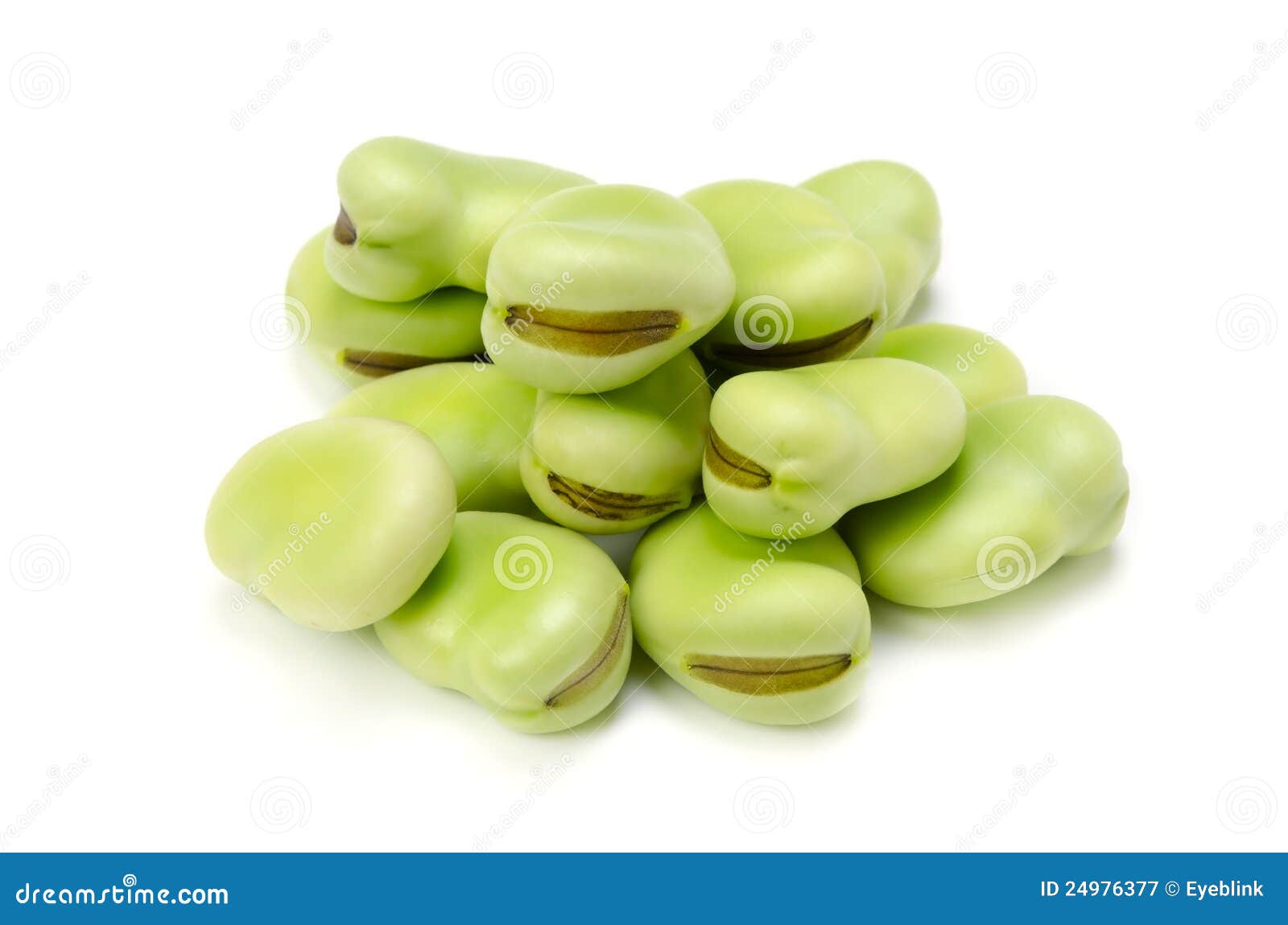 Broad Bean Leaf Plant Cell Under Microscope Stock Photo | CartoonDealer ...