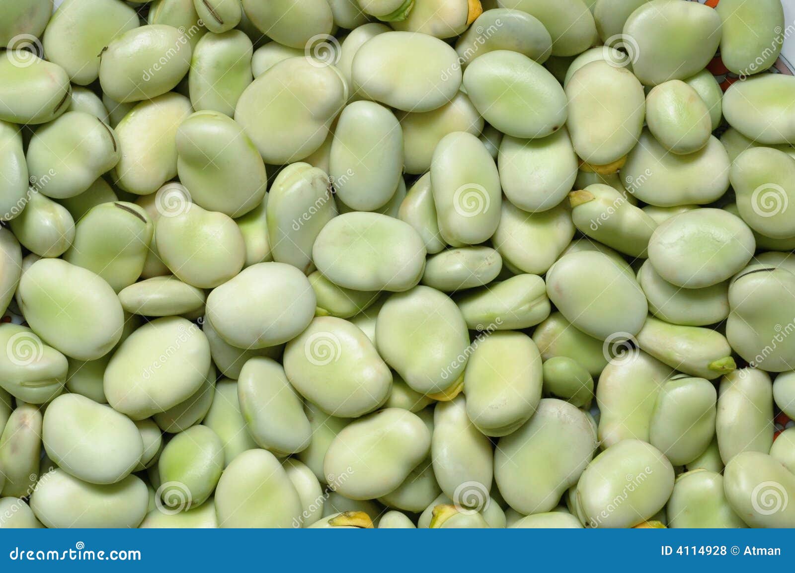 Broad Bean Leaf Plant Cell Under Microscope Stock Photo | CartoonDealer ...