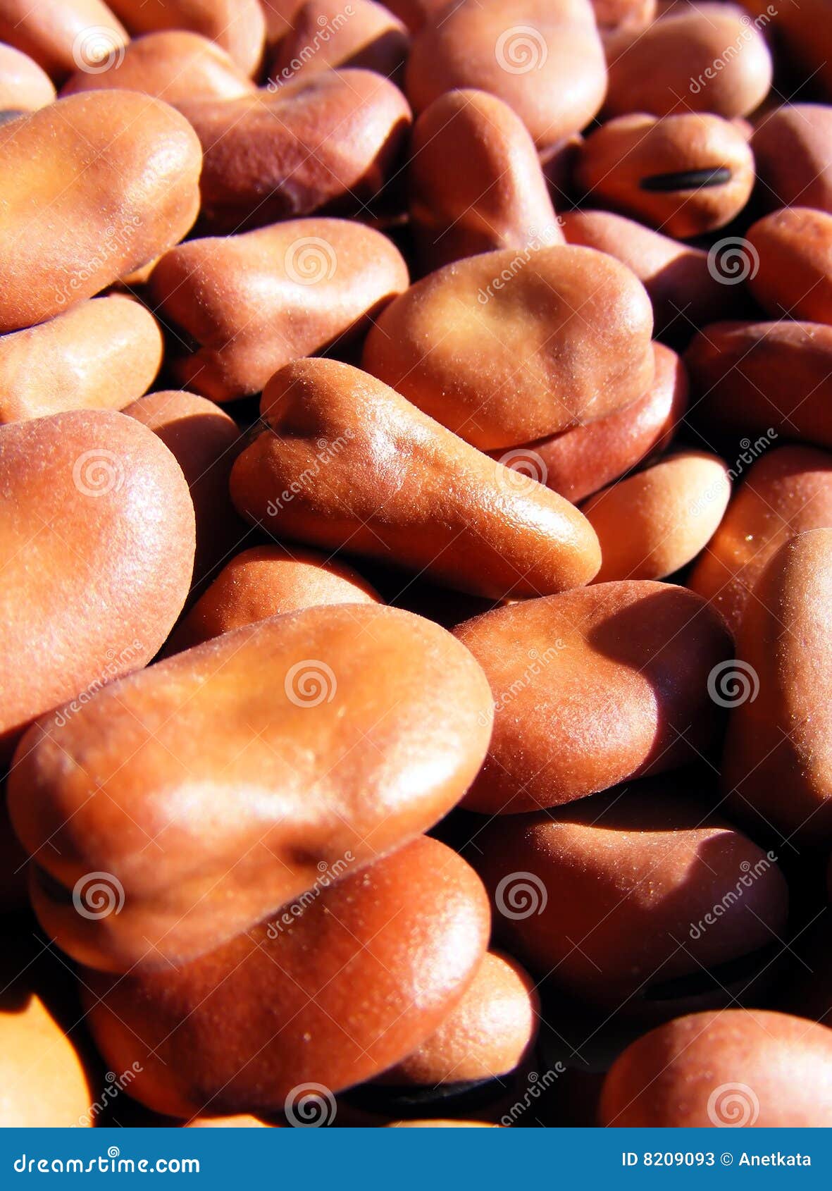 Broad Bean stock image. Image of natural, pattern, broadbean - 8209093