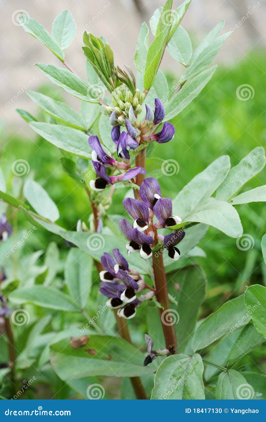 Broad bean blooming stock photo. Image of white, garden - 18417130