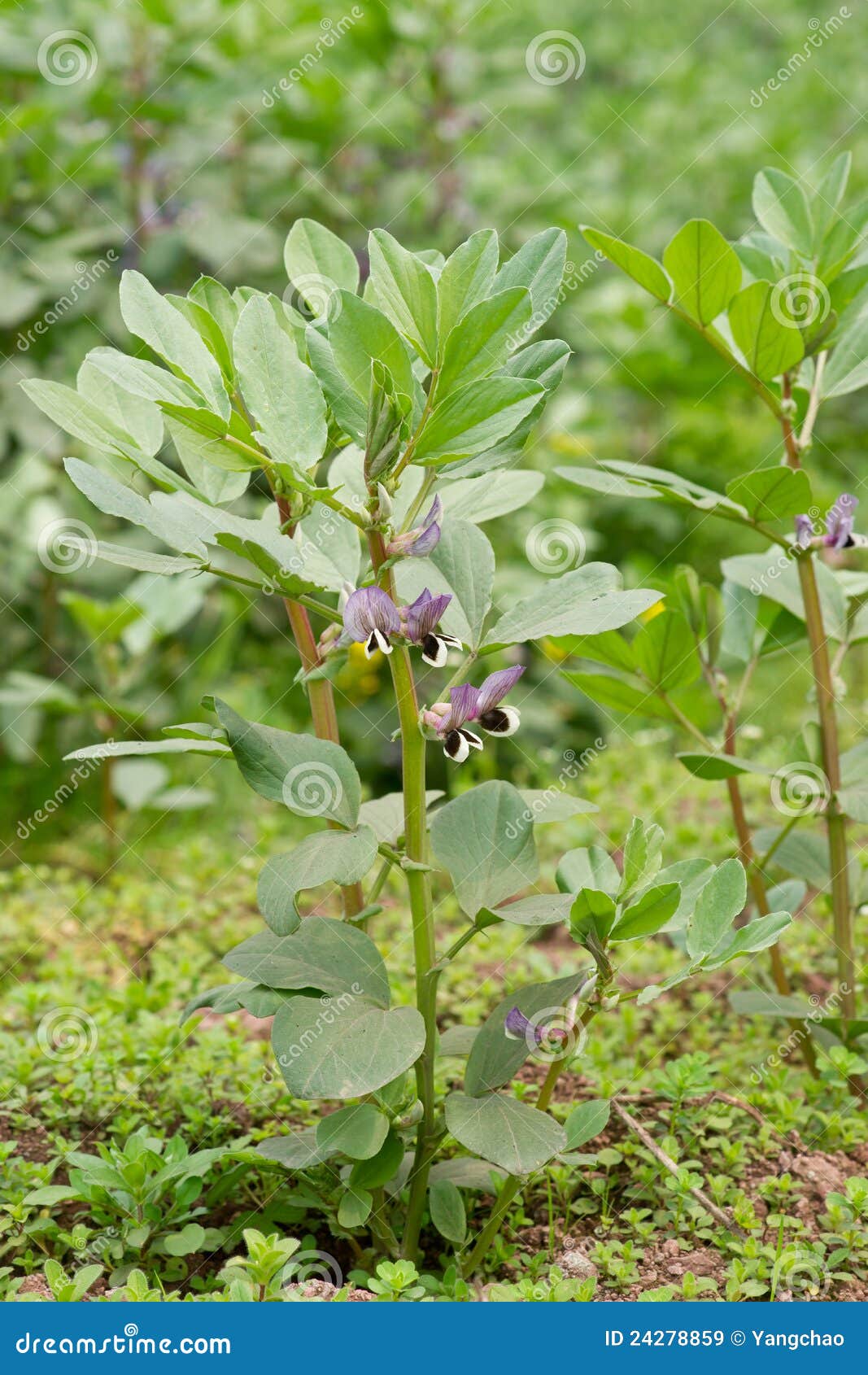 Broad bean blooming stock image. Image of cropland, agriculture - 24278859