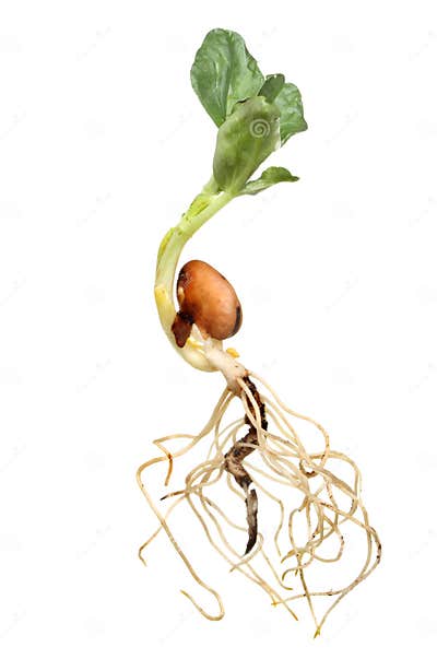 Broad bean closeup stock image. Image of green, growth - 24638501