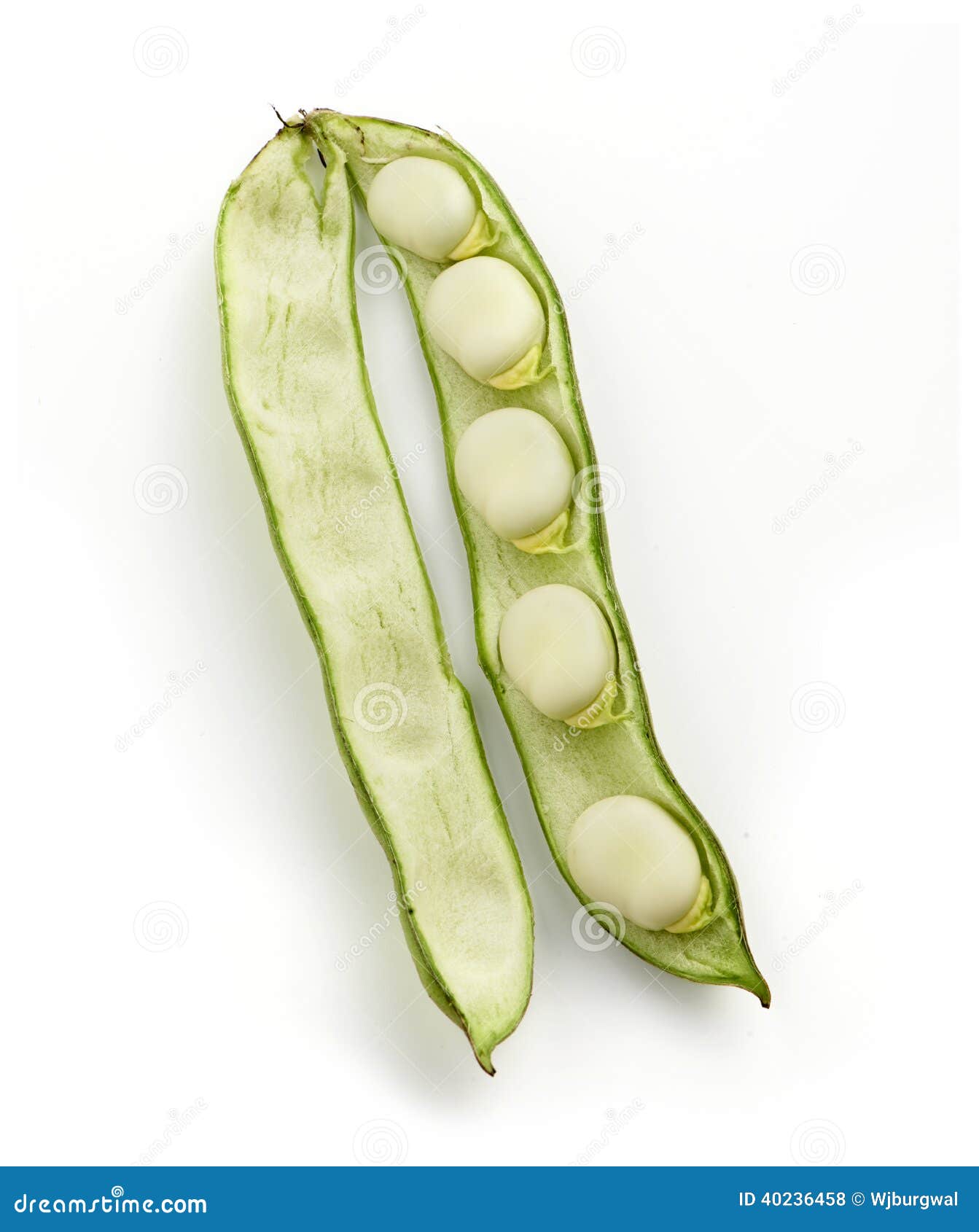 Broad Bean Cut Open on a White Background Stock Photo - Image of ...