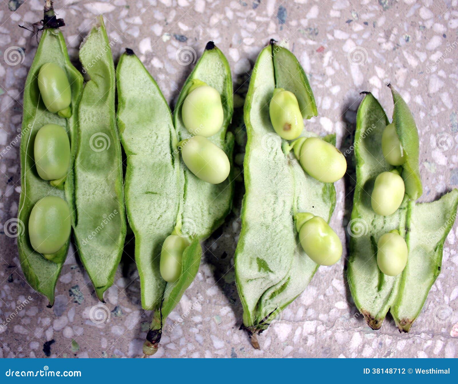 Broad bean, faba bean stock photo. Image of faba, pods - 38148712