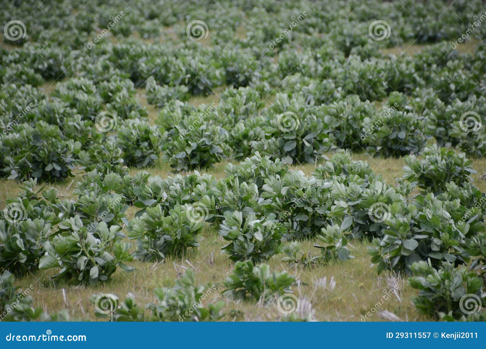 Broad bean field stock image. Image of farm, cultivation - 29311557