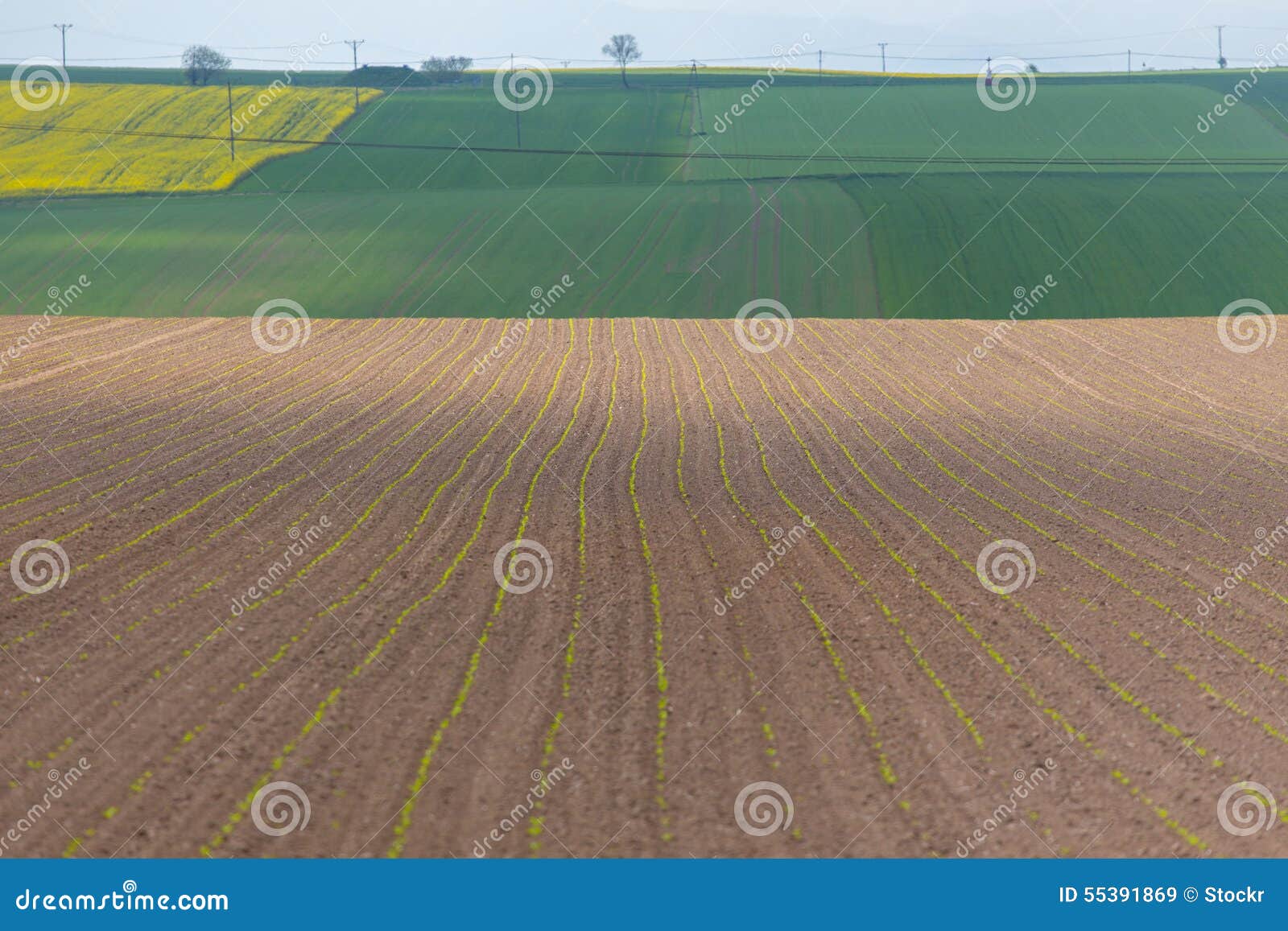 Broad Bean Field Large View Stock Image - Image of broad, landscape ...