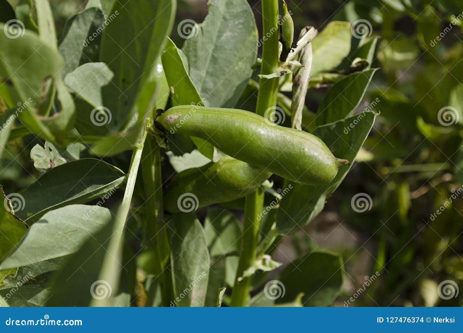 Broad Bean Growing on Vegetable Stock Photo - Image of fruit, healthy ...
