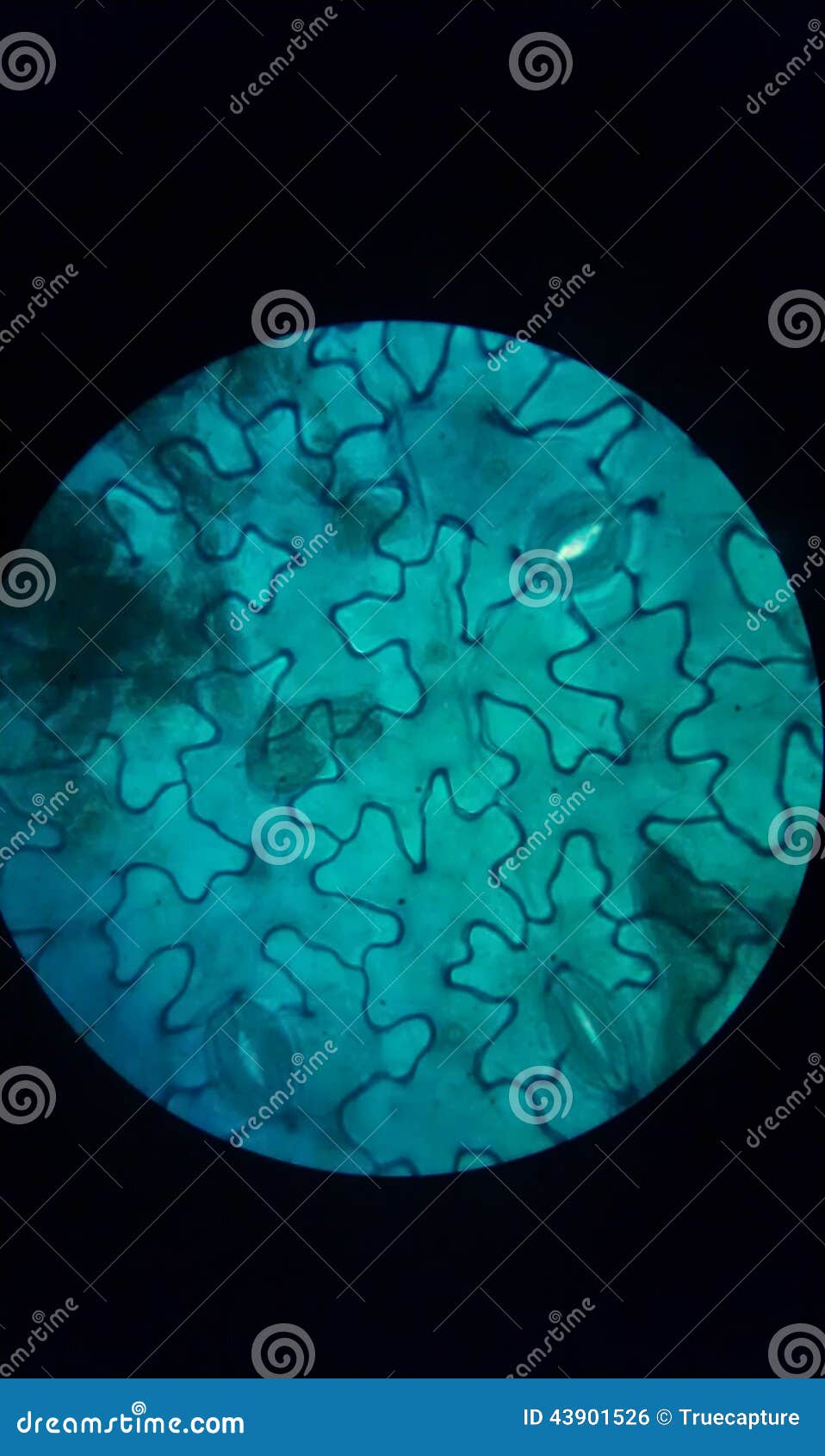 Broad Bean Leaf Plant Cell Under Microscope Stock Photo - Image of ...