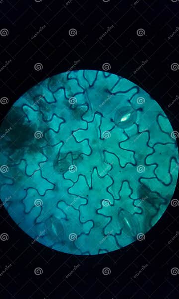 Broad Bean Leaf Plant Cell Under Microscope Stock Photo - Image of ...