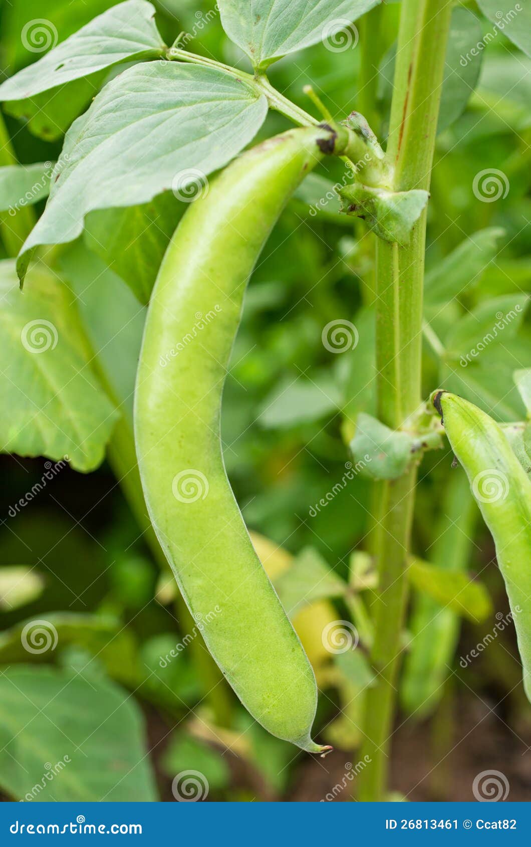 Broad bean plant stock image. Image of growth, delicious - 26813461