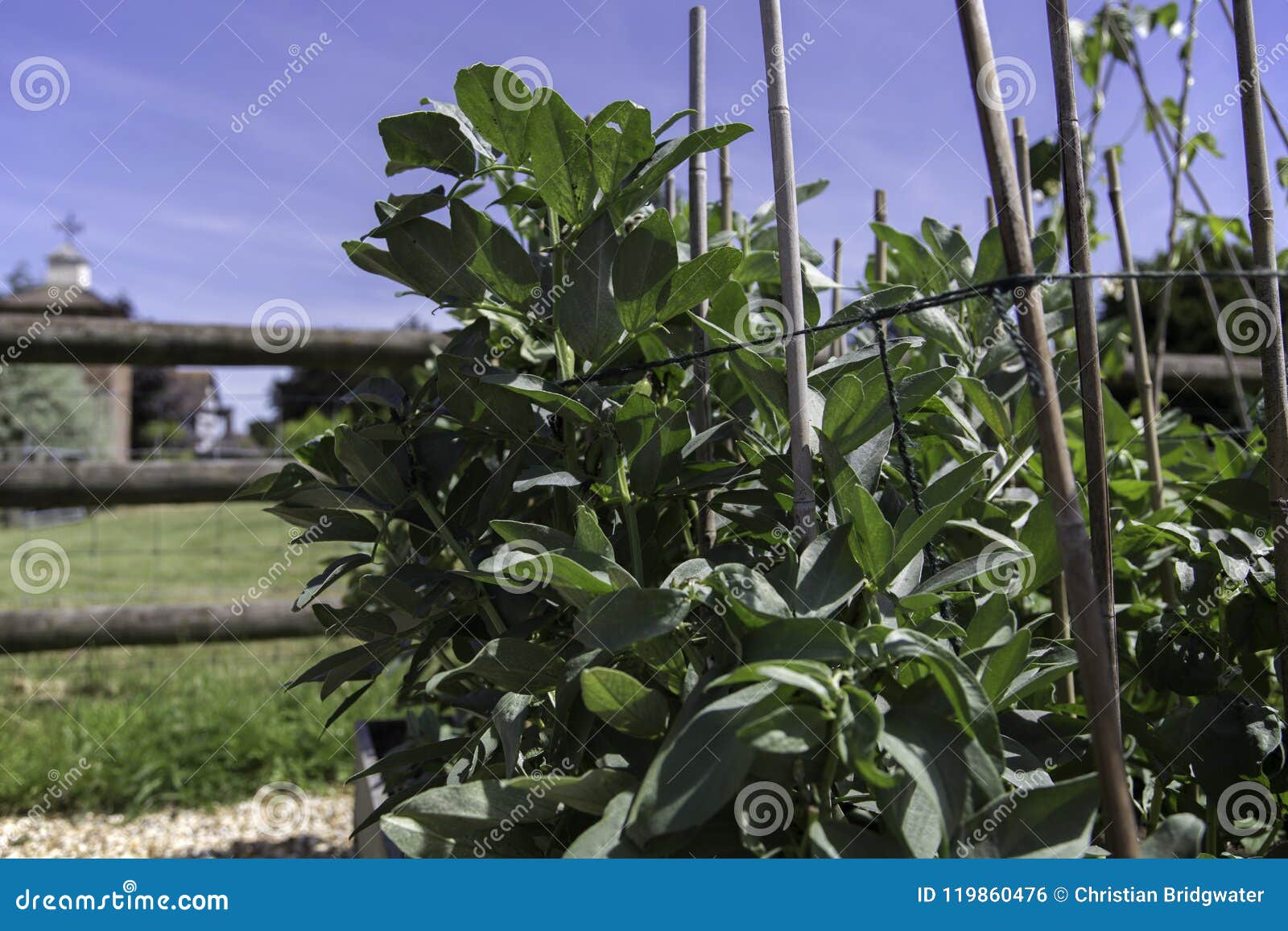 Broad Bean Plant Growing on Canes in a Vegetable Patch Stock Photo ...