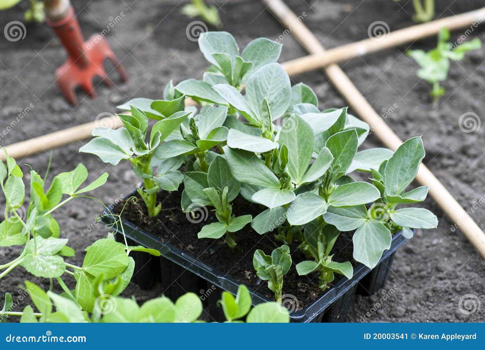 Broad Bean Leaf Plant Cell Under Microscope Stock Photo | CartoonDealer ...