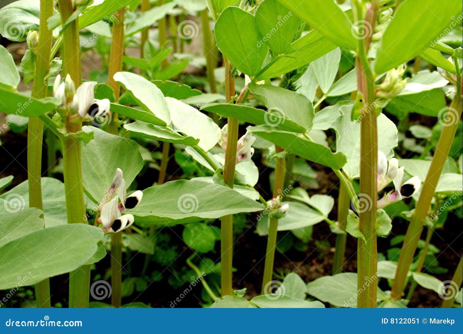 Broad bean plants stock image. Image of closeup, feed - 8122051