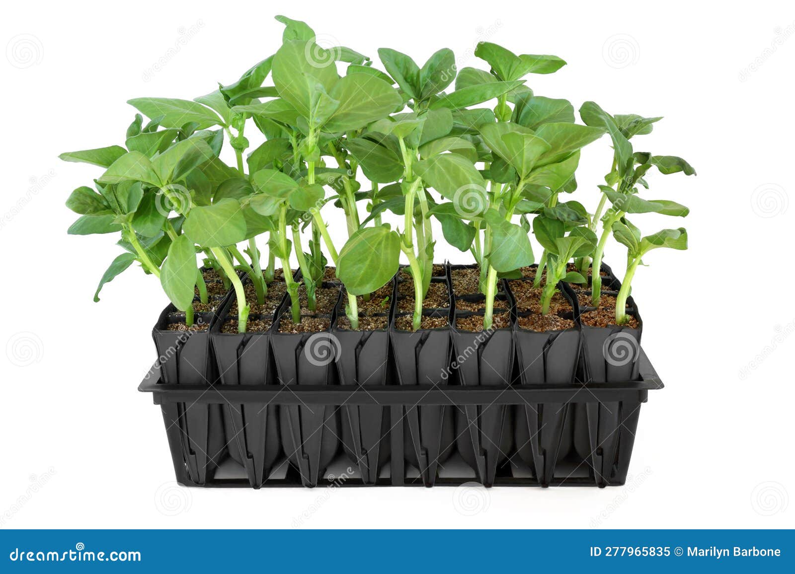 Broad Bean Plants in Root Trainer Stock Image - Image of broad ...