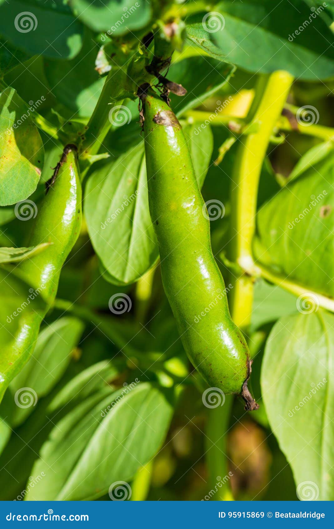 A Broad Bean Pod Growing on a Farm Stock Image - Image of nutrition ...
