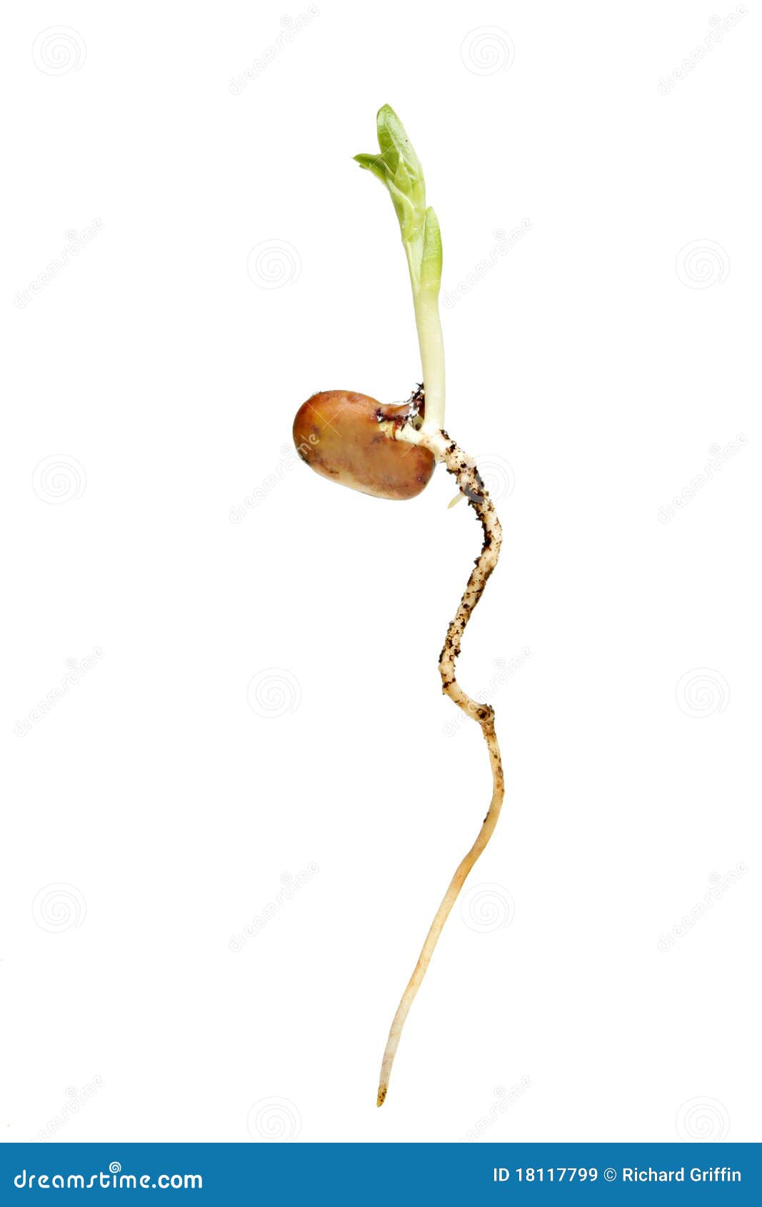 Broad bean seedling stock image. Image of young, tender - 18117799