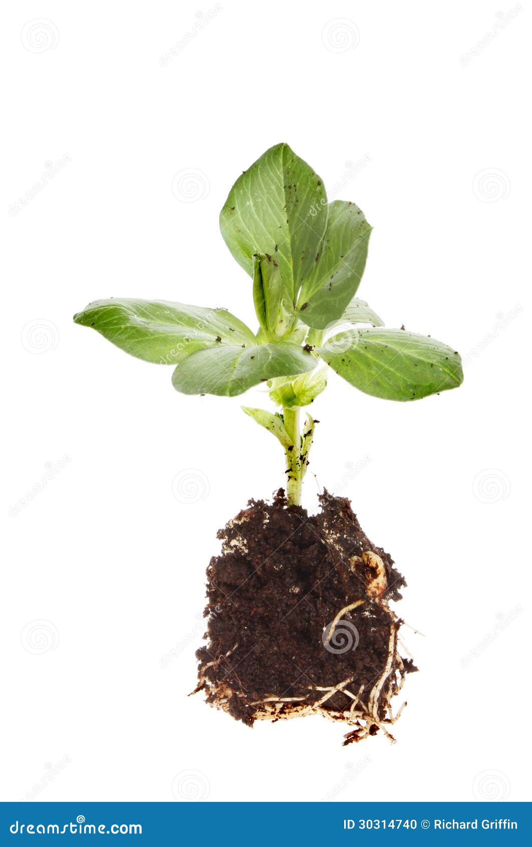 Broad bean seedling stock photo. Image of seedling, bean - 30314740