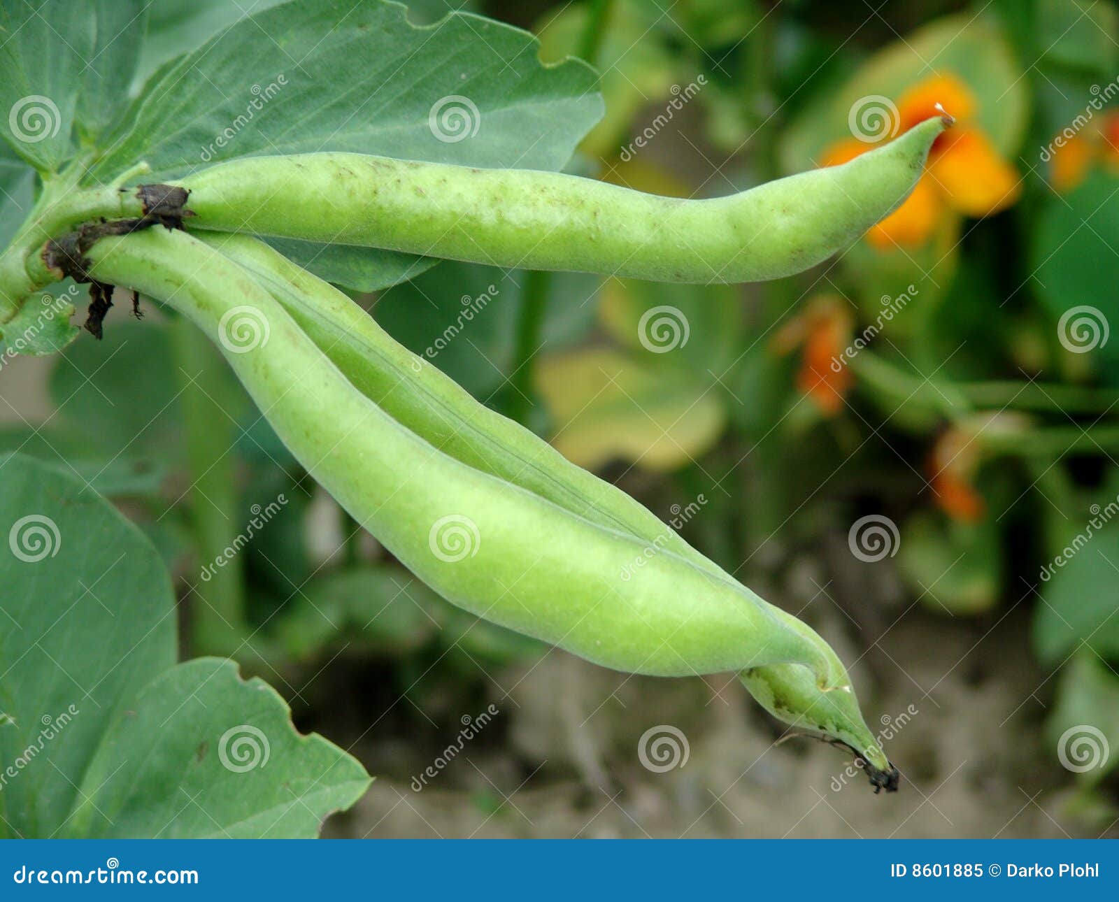 Broad bean - Vicia faba stock image. Image of leaves, vicia - 8601885